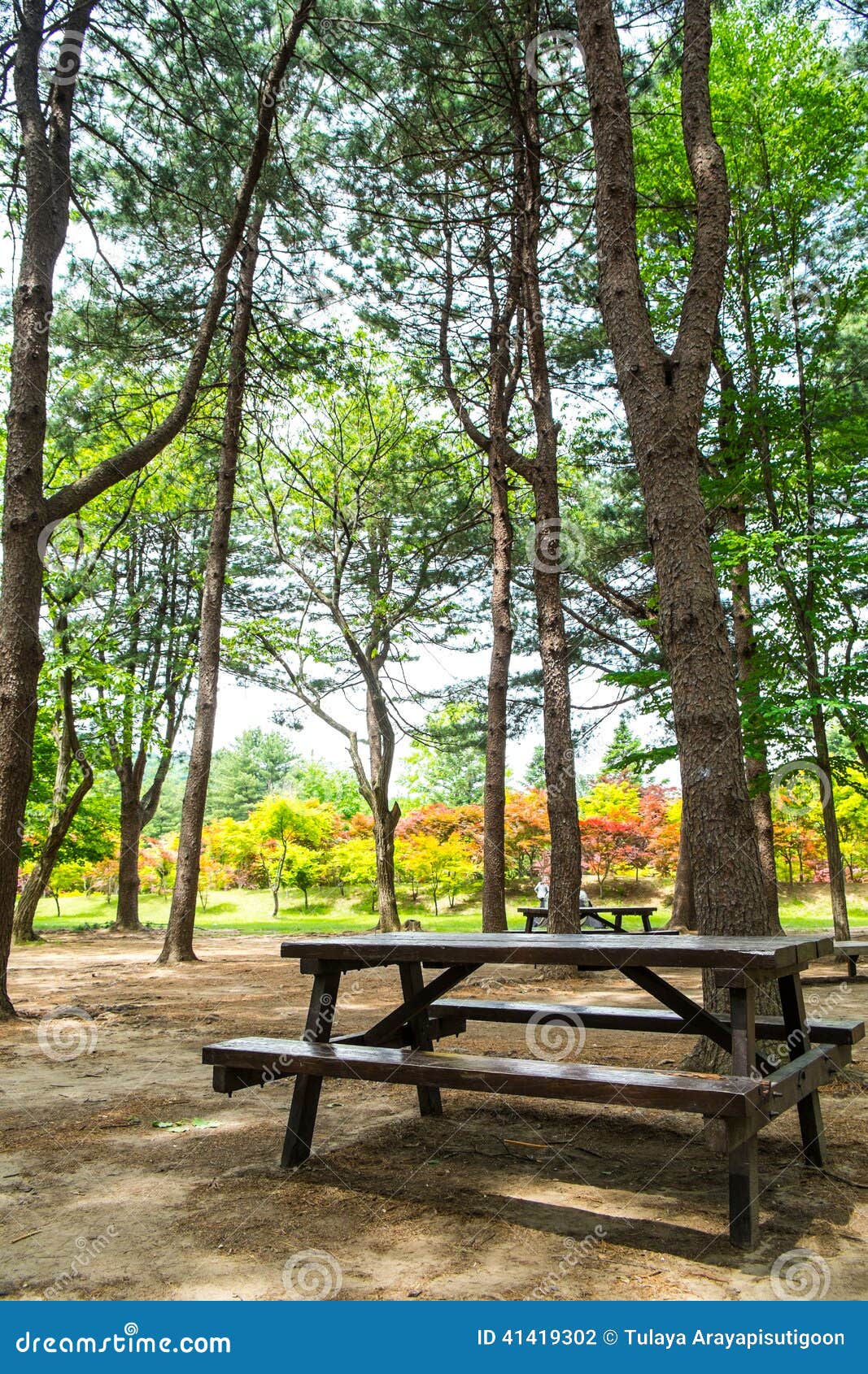 Picnic table in the park stock photo. Image of nature - 41419302