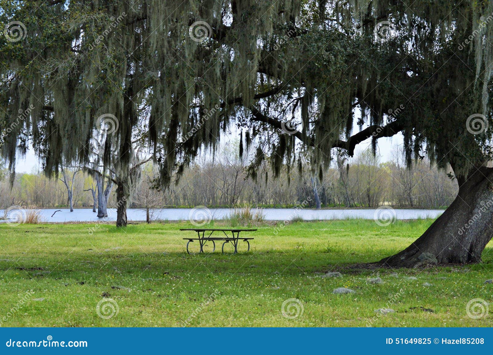 Picnic Table Under a Large Tree Stock Image - Image of moss, tree: 51649825