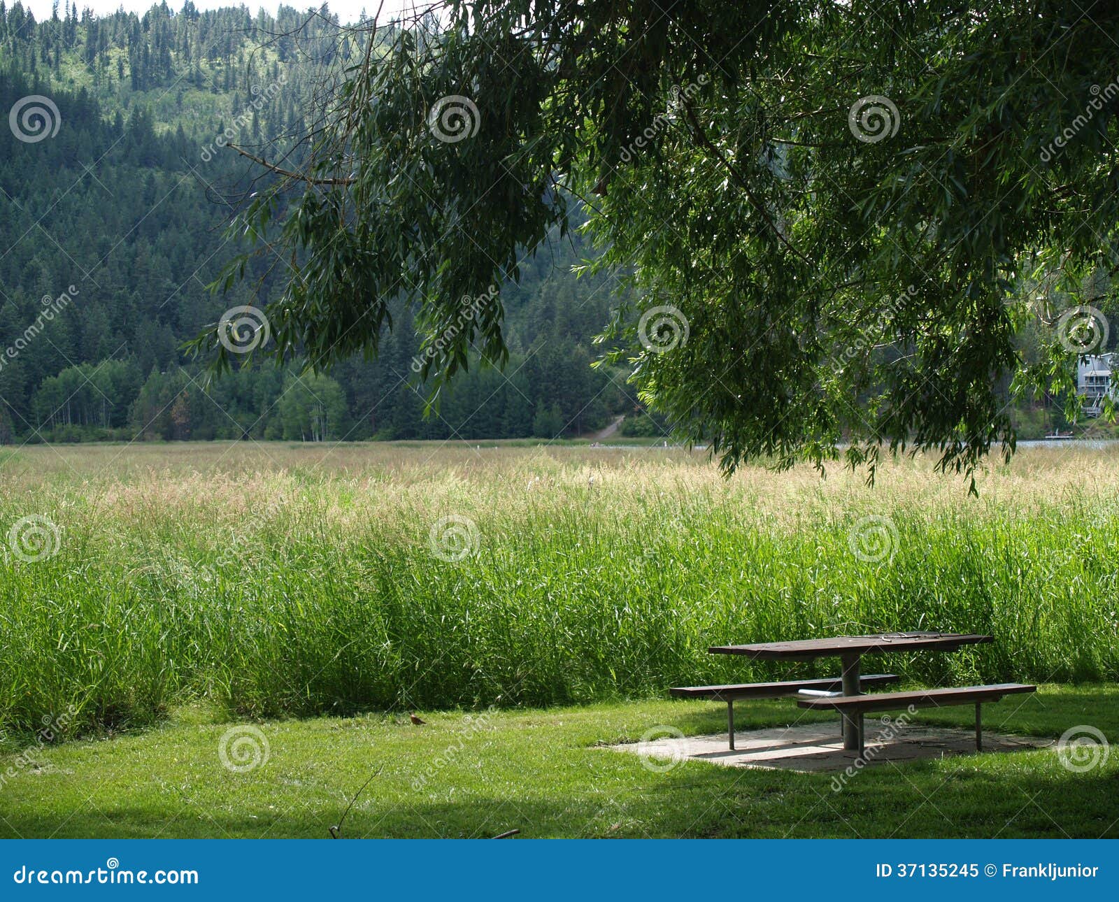 Picnic Table Under a Shade Tree Stock Image - Image of grassy, sunny ...