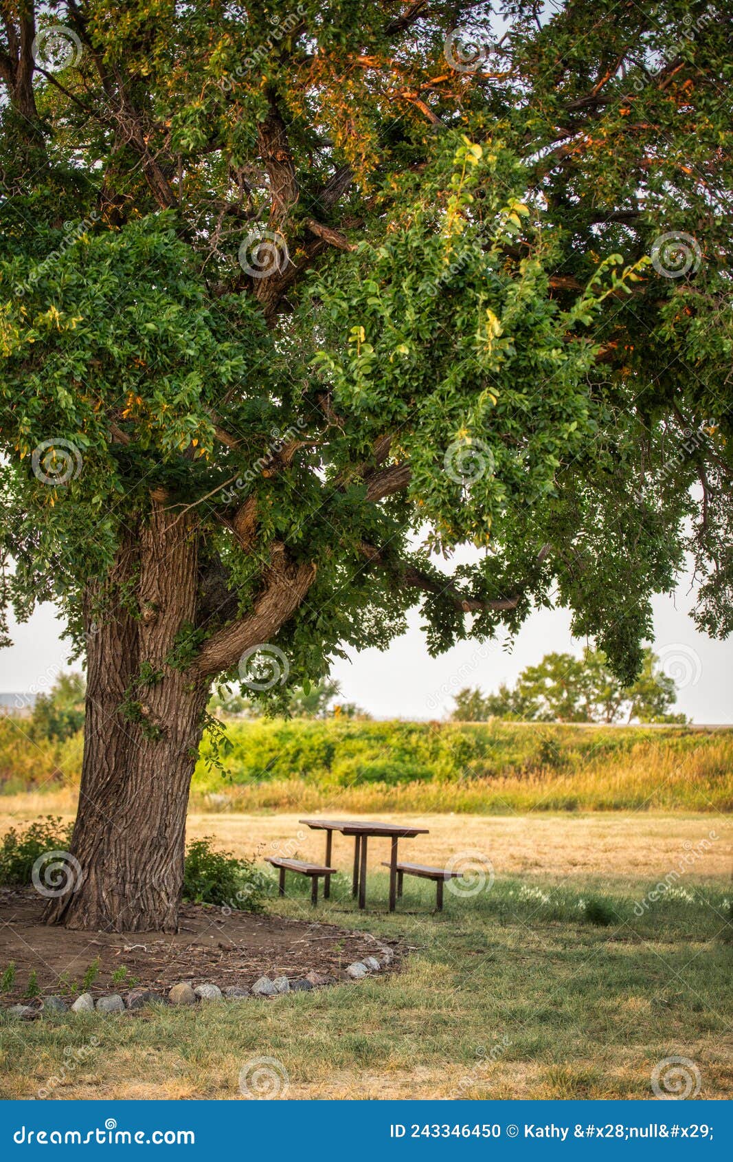 A Picnic Table Under a Shade Tree Stock Photo - Image of peaceful ...