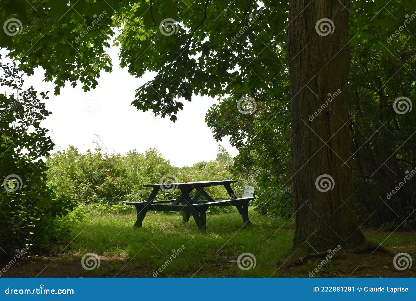 A Picnic Table Under a Tree Stock Image - Image of estate, rural: 222881281