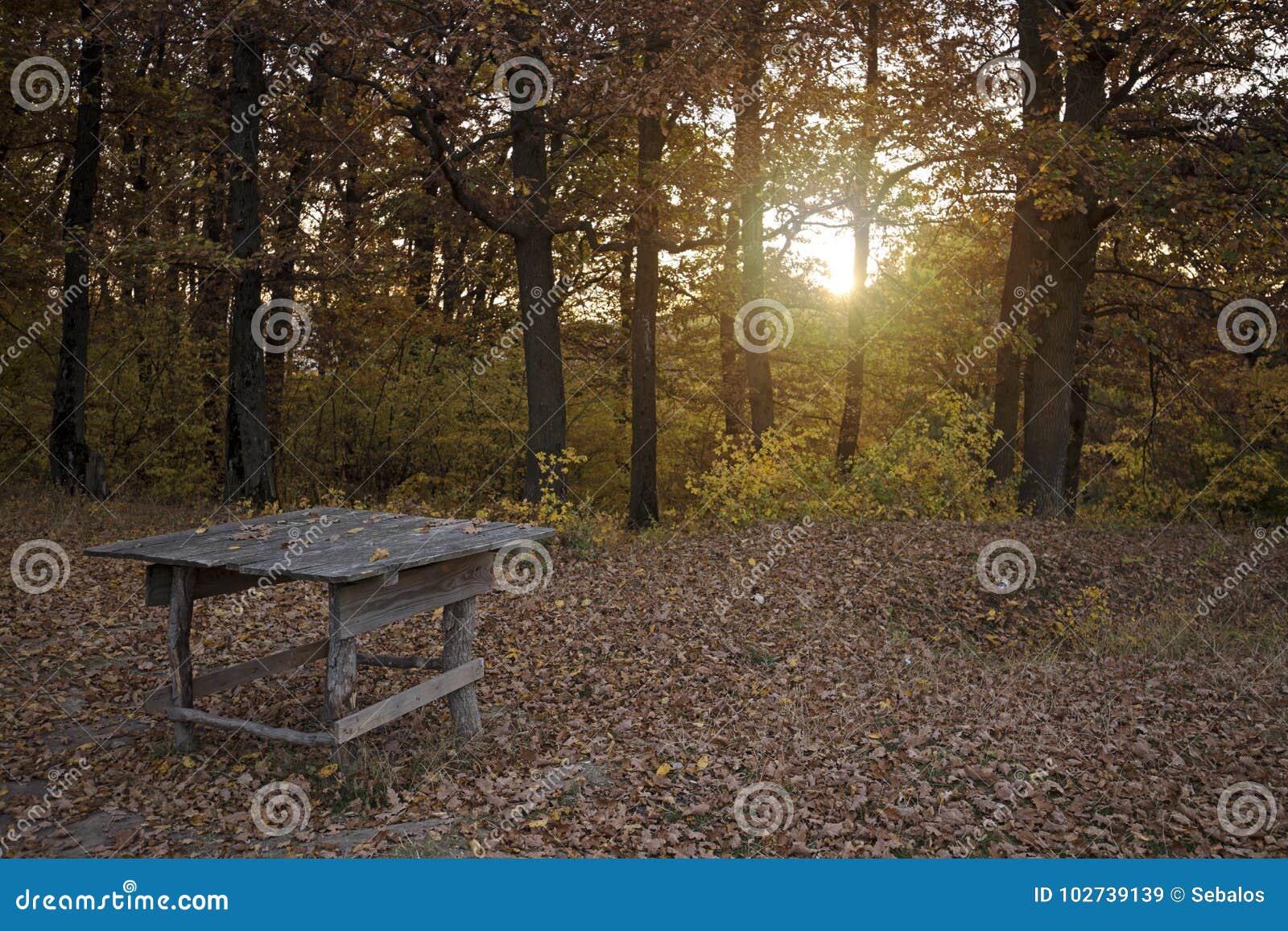 Picnic table in woods stock image. Image of yellow, sunset - 102739139