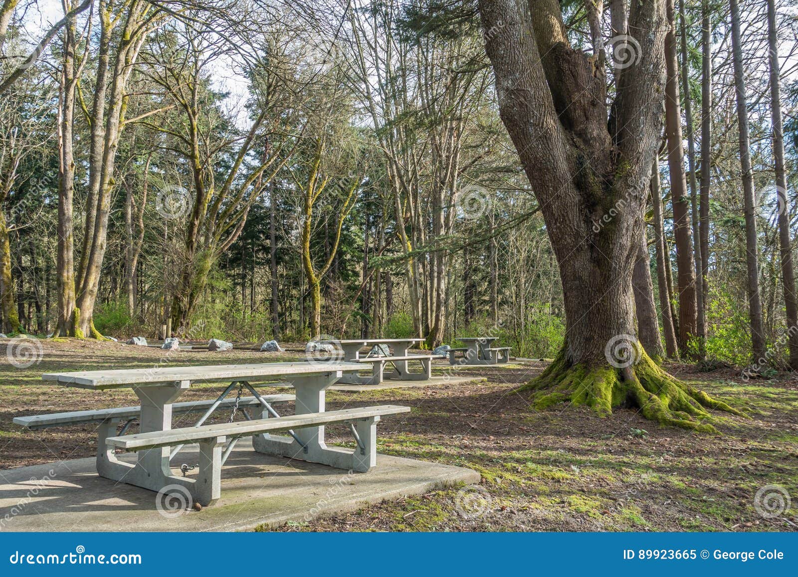 Picnic Tables and Trees stock image. Image of tables - 89923665