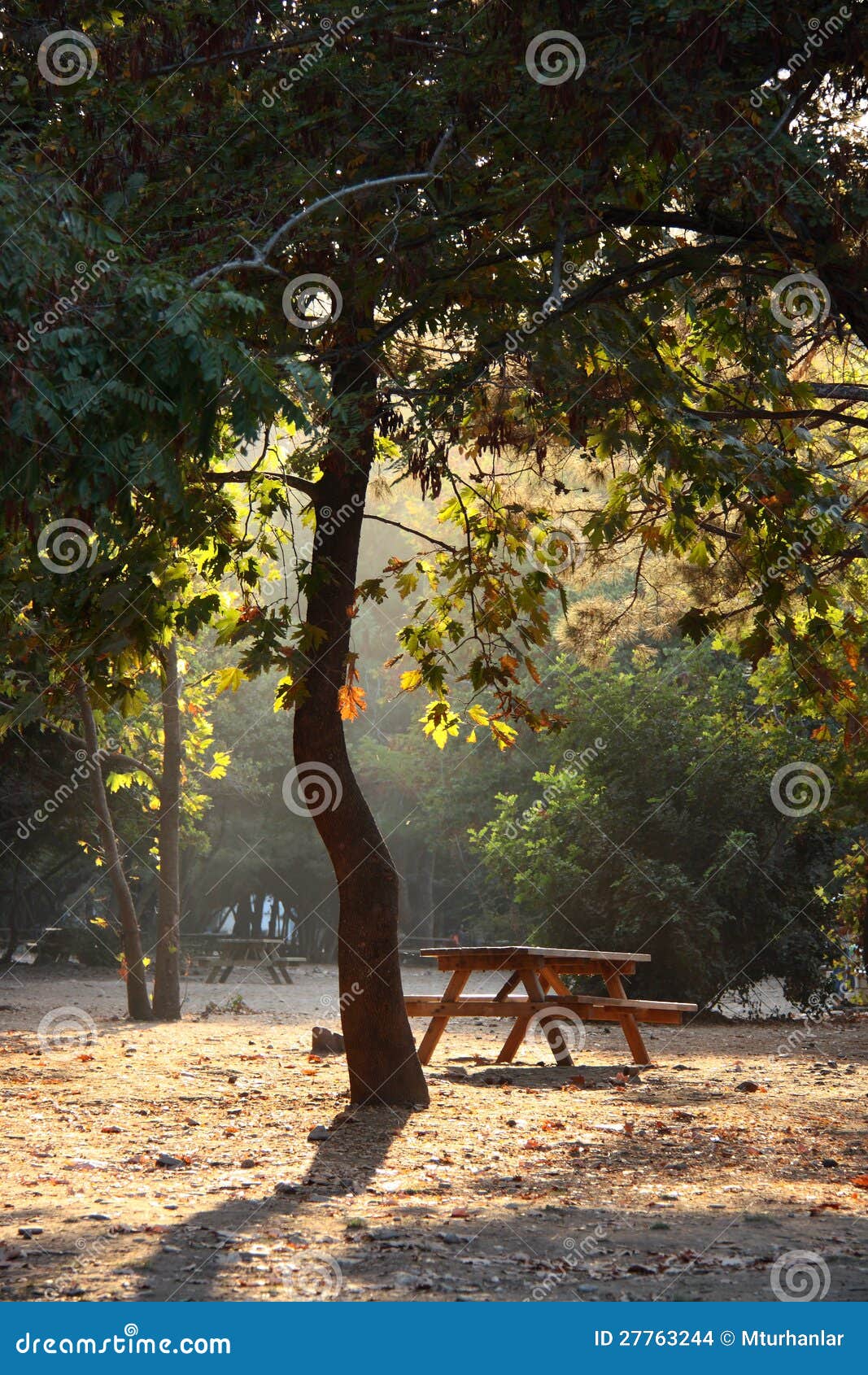 Picnic under a big tree stock photo. Image of weekend - 27763244