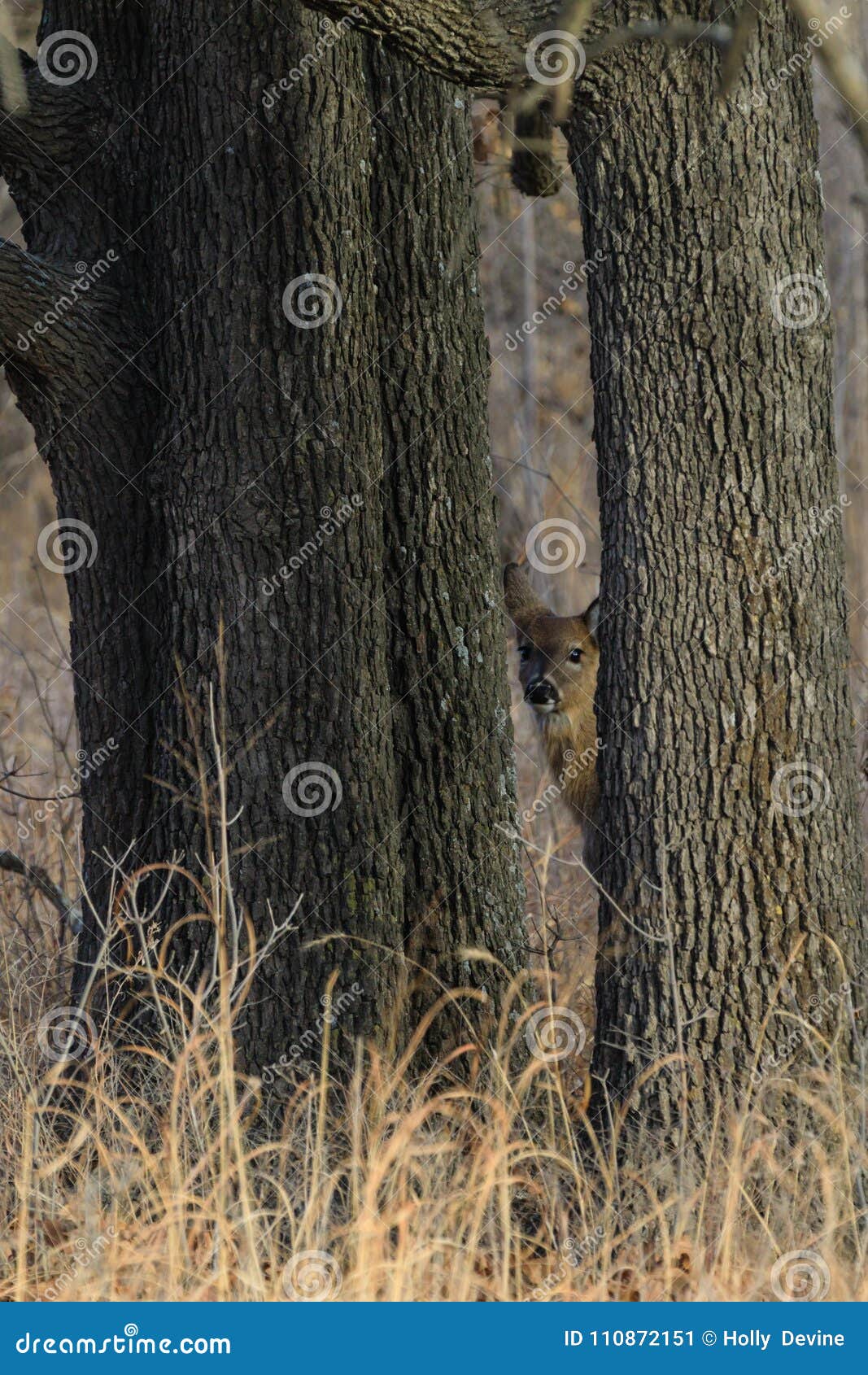 Pico-uno-abucheo imagen de archivo. Imagen de refugio - 110872151