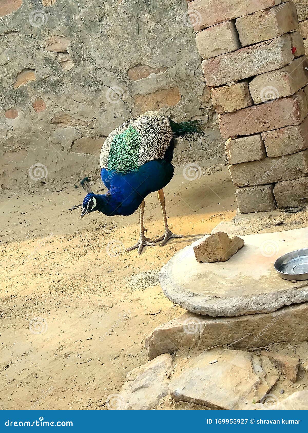 Picock bird stock image. Image of picock, animal, national - 169955927