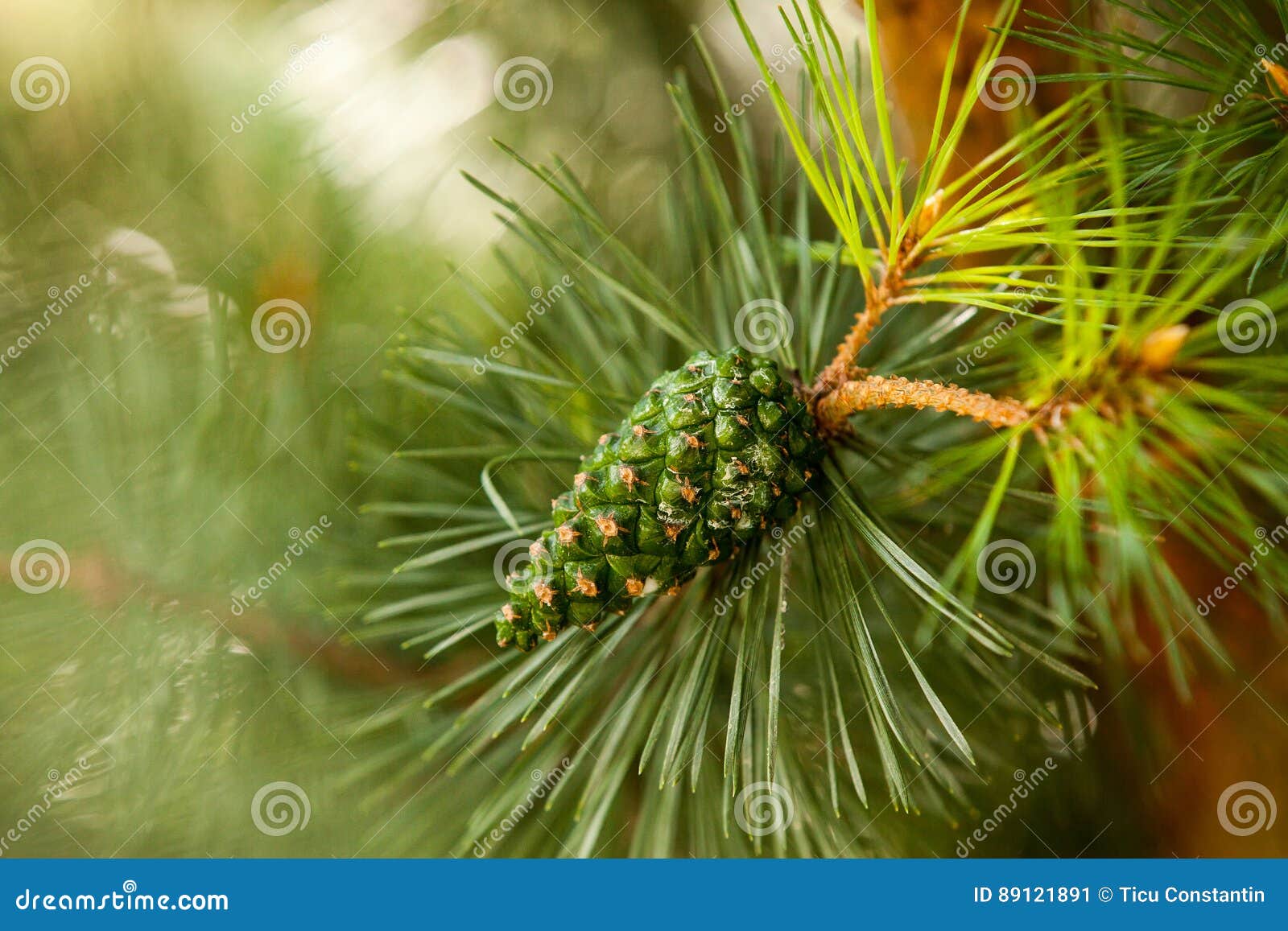 Picone stock image. Image of green, forest, pinecone - 89121891