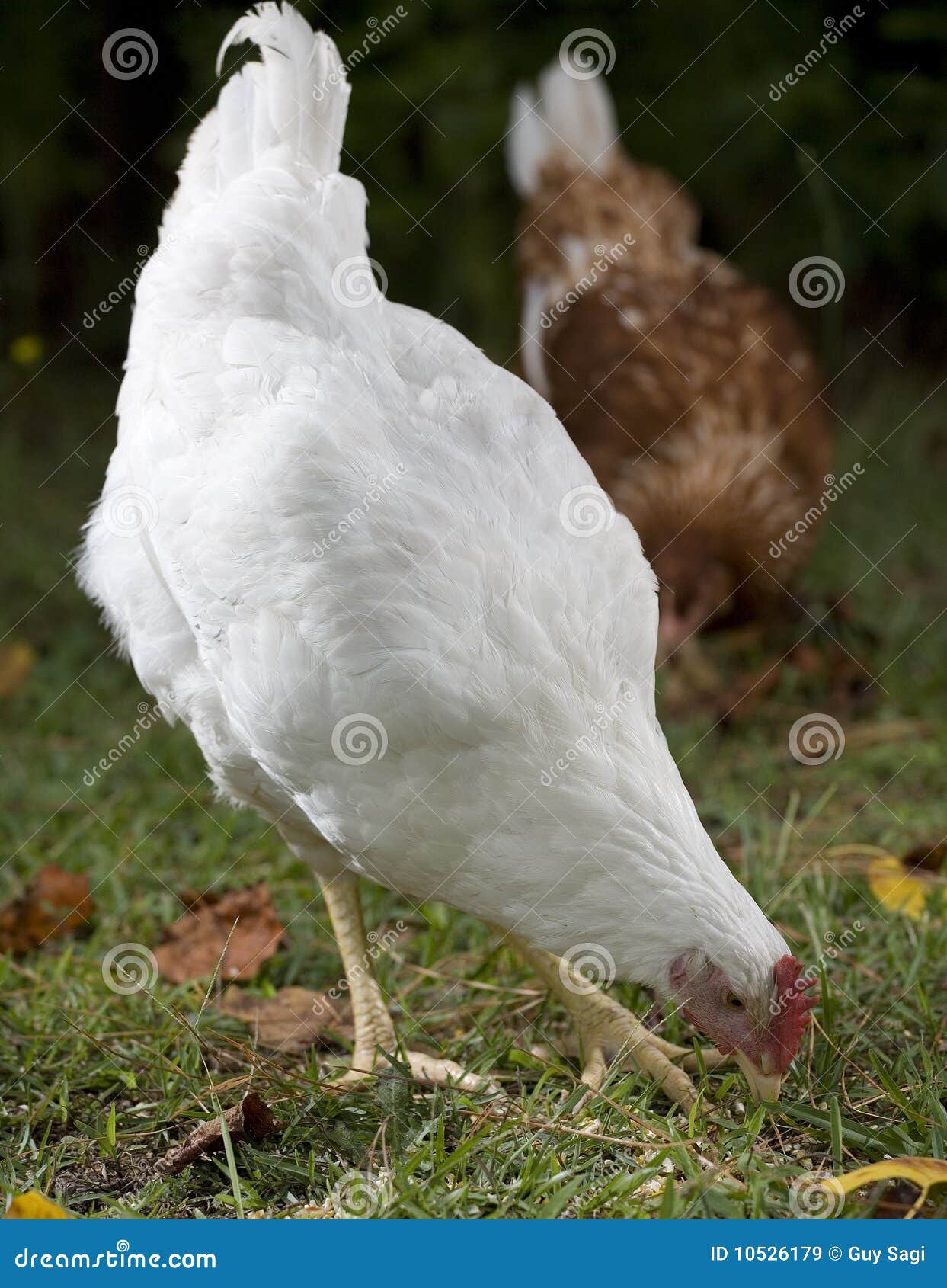 Picotear la gallina imagen de archivo. Imagen de granja - 10526179