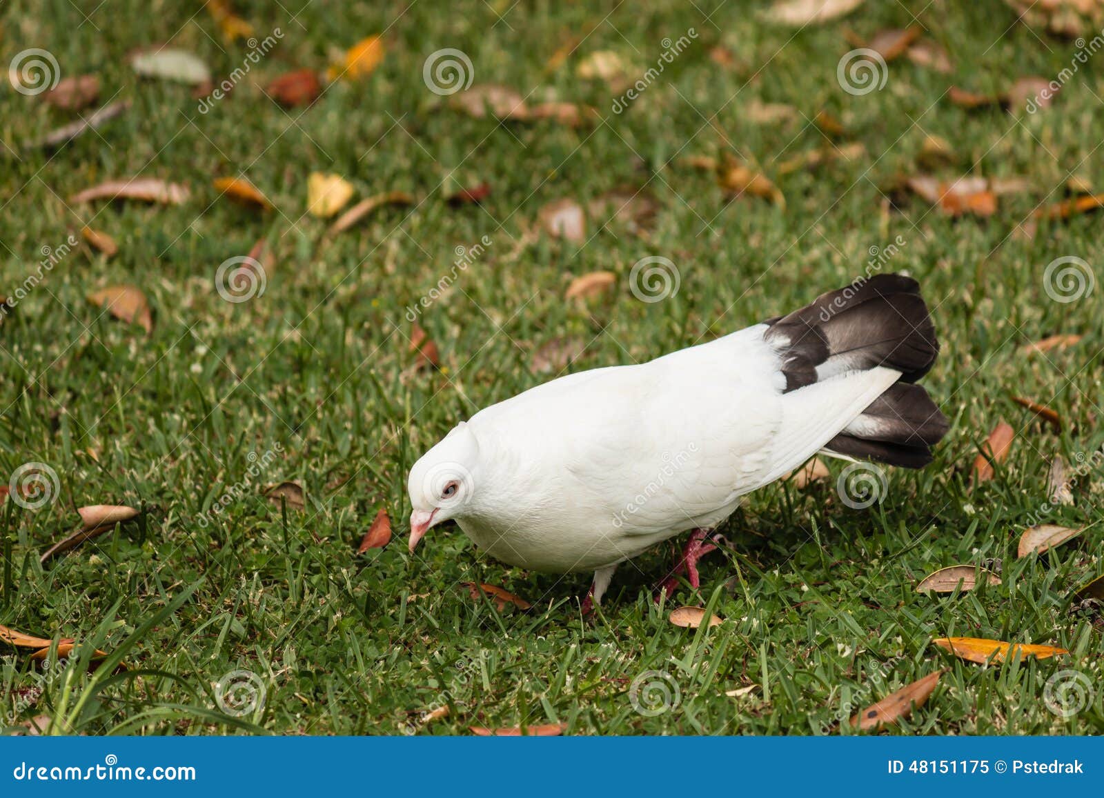 Picotear La Paloma Del Blanco Imagen de archivo - Imagen de hierba ...