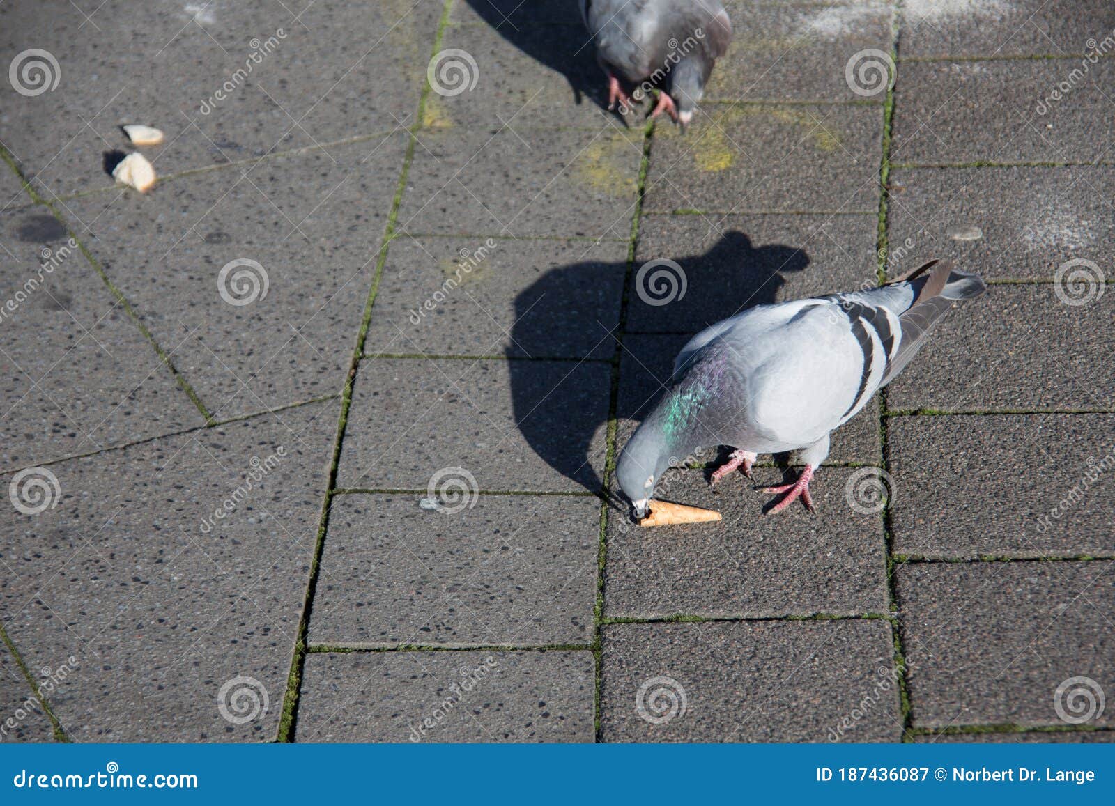 Picotear Palomas En El Mercado Imagen de archivo - Imagen de plumas ...