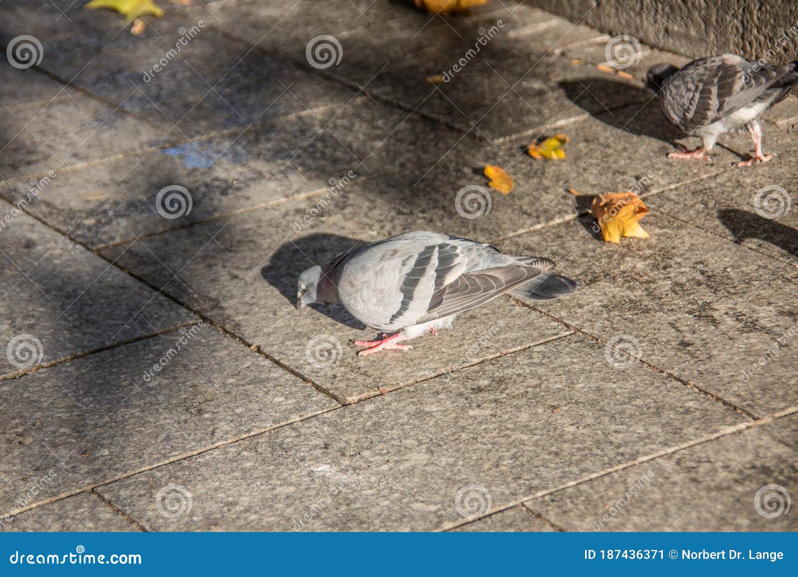 Picotear Palomas En El Mercado Imagen de archivo - Imagen de azotea ...