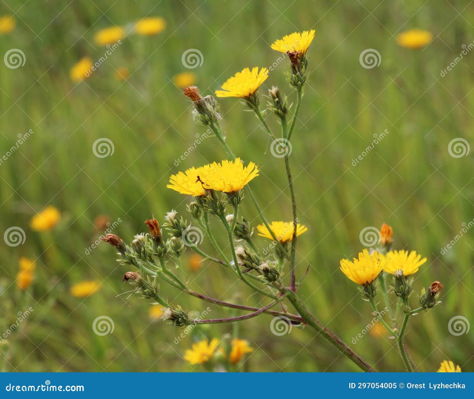 Picris Hieracioides Grows in the Field Like a Weed Stock Image - Image ...