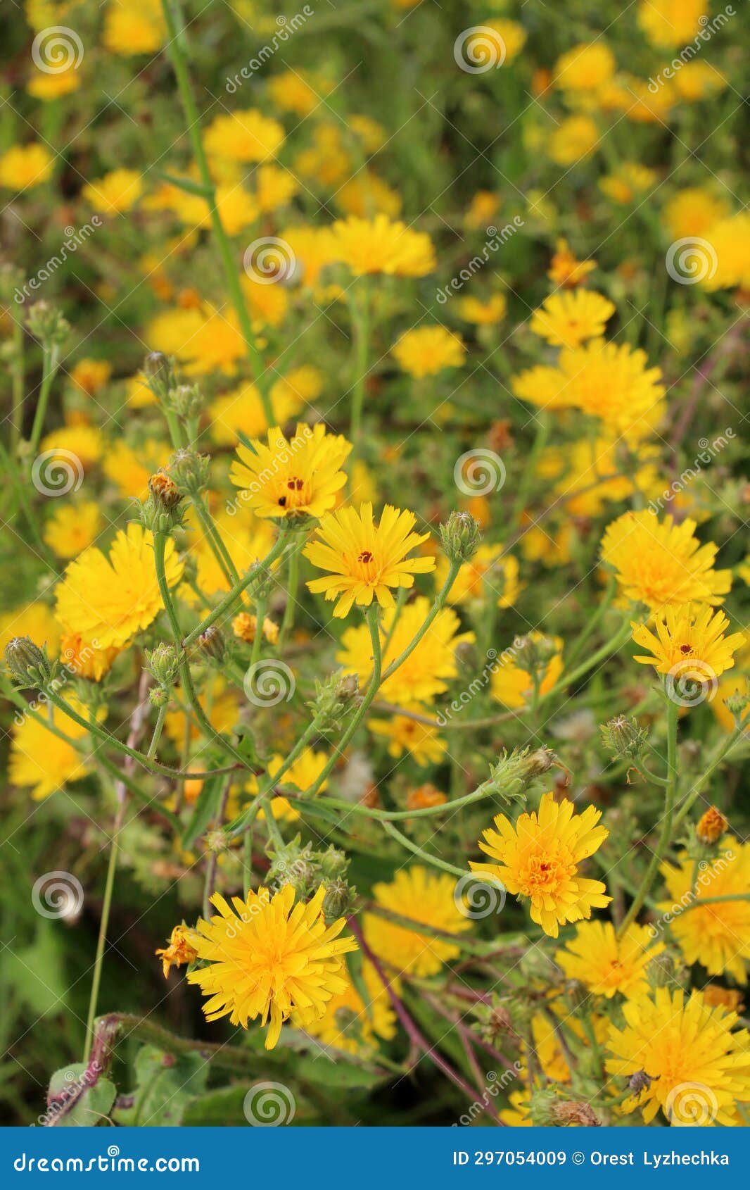 Picris Hieracioides Grows in the Field Like a Weed Stock Image - Image ...