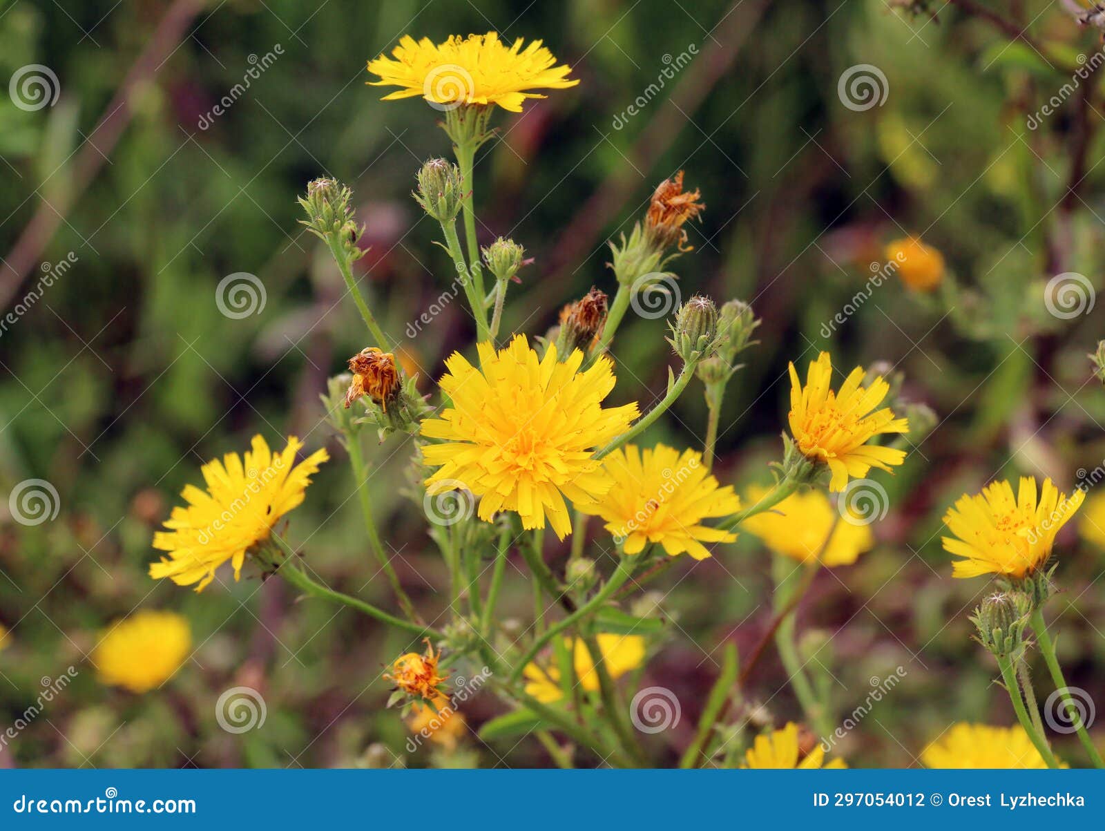 Picris Hieracioides Grows in the Field Like a Weed Stock Photo - Image ...