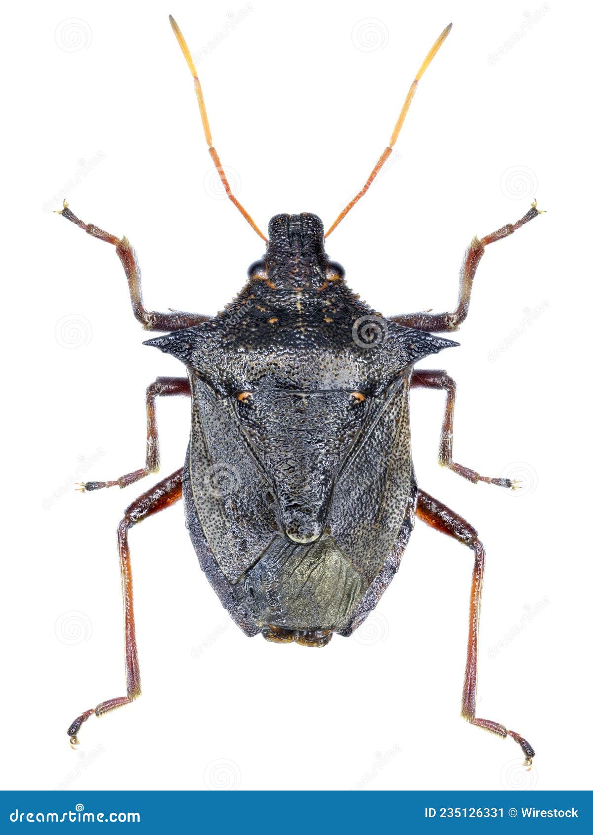 Spiked Shieldbug Picromerus Bidens Nymphs, Takes A Larva Royalty-Free ...