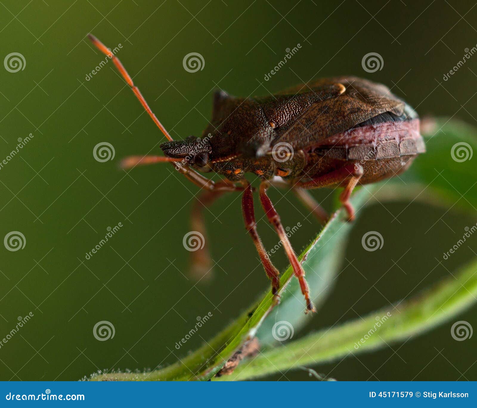 Picromerus Bidens Spiked Shieldbug Stock Image - Image of animal, brown ...