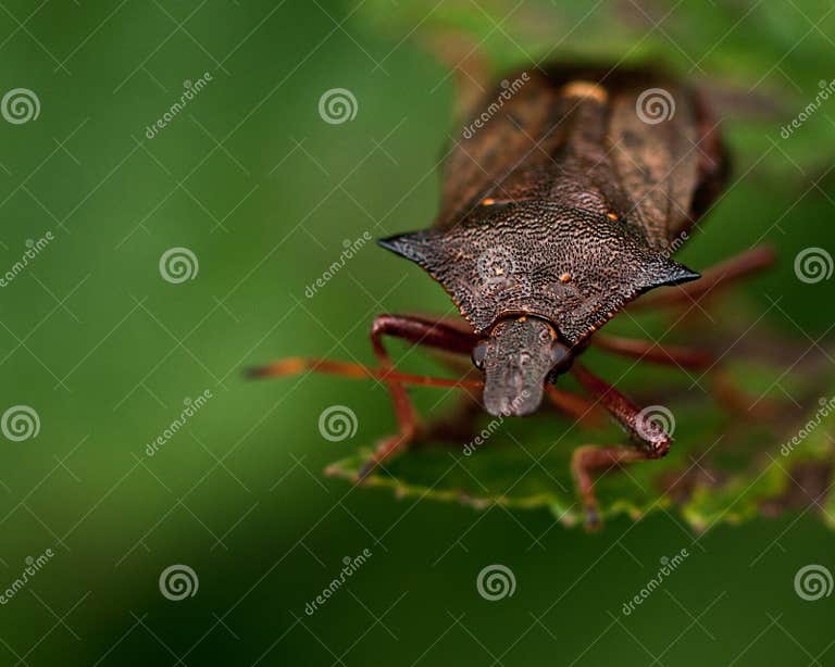 Picromerus Bidens Spiked Shieldbug Stock Image - Image of grass ...