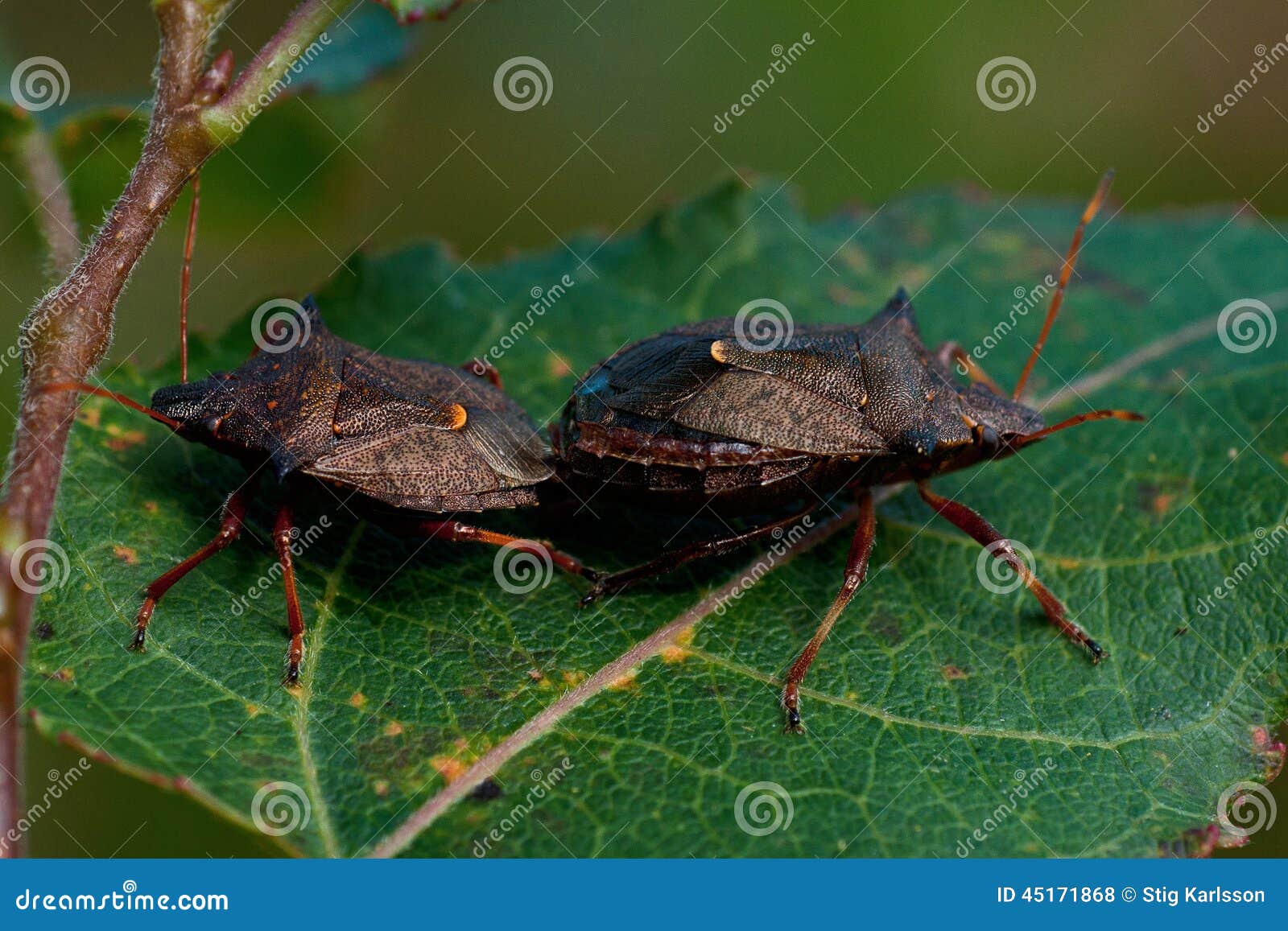 Picromerus Bidens Spiked Shieldbug Stock Photo - Image of grassland ...