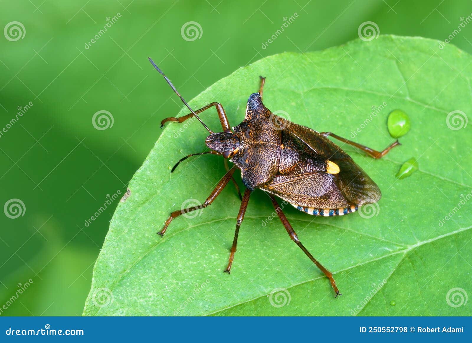 Picromerus Bidens, the Spiny Shieldbug or Spiked Shieldbug, Closeup ...