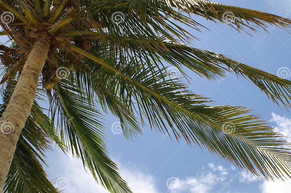 Pictoral Palm Tree stock image. Image of tree, palm, screensaver - 987703