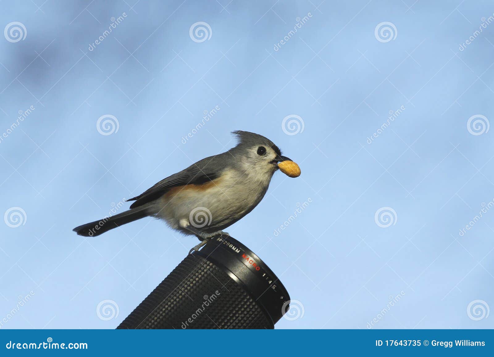 Picture this... stock image. Image of perched, birds - 17643735