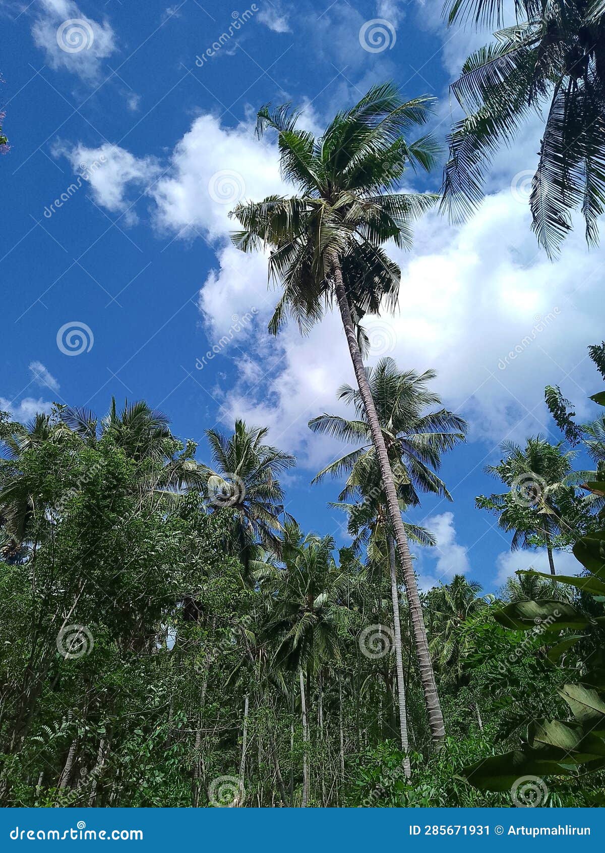 Old coconut tree stock image. Image of phase, tree, development - 285671931