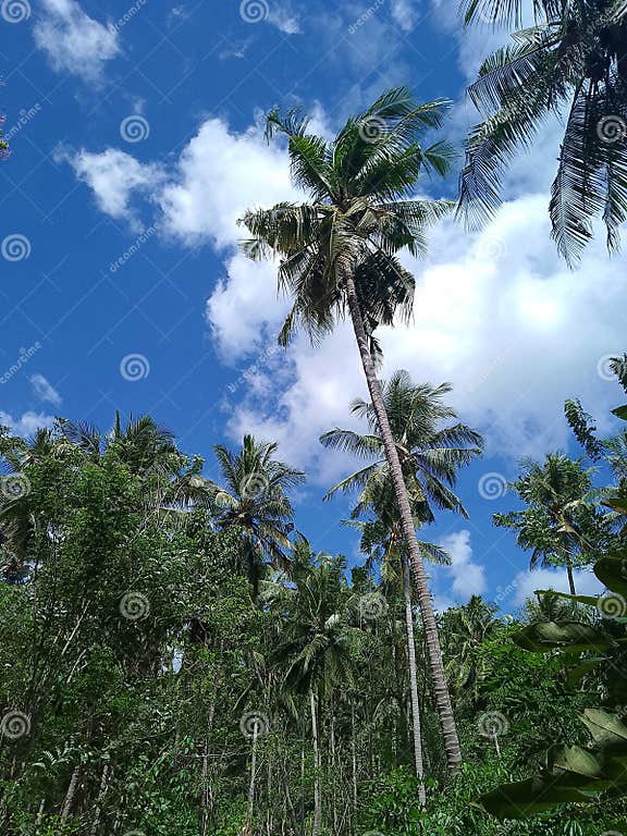 Old coconut tree stock image. Image of phase, tree, development - 285671931