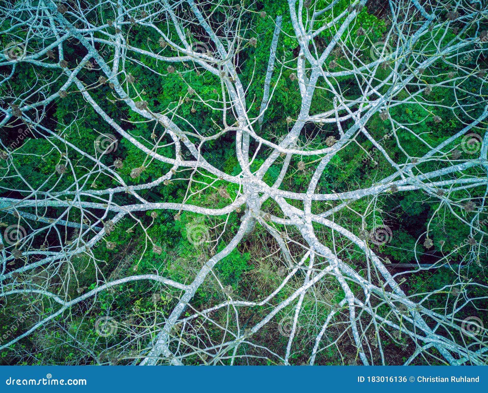 Picture from Above of a Dead White Tree Stock Photo - Image of forest ...