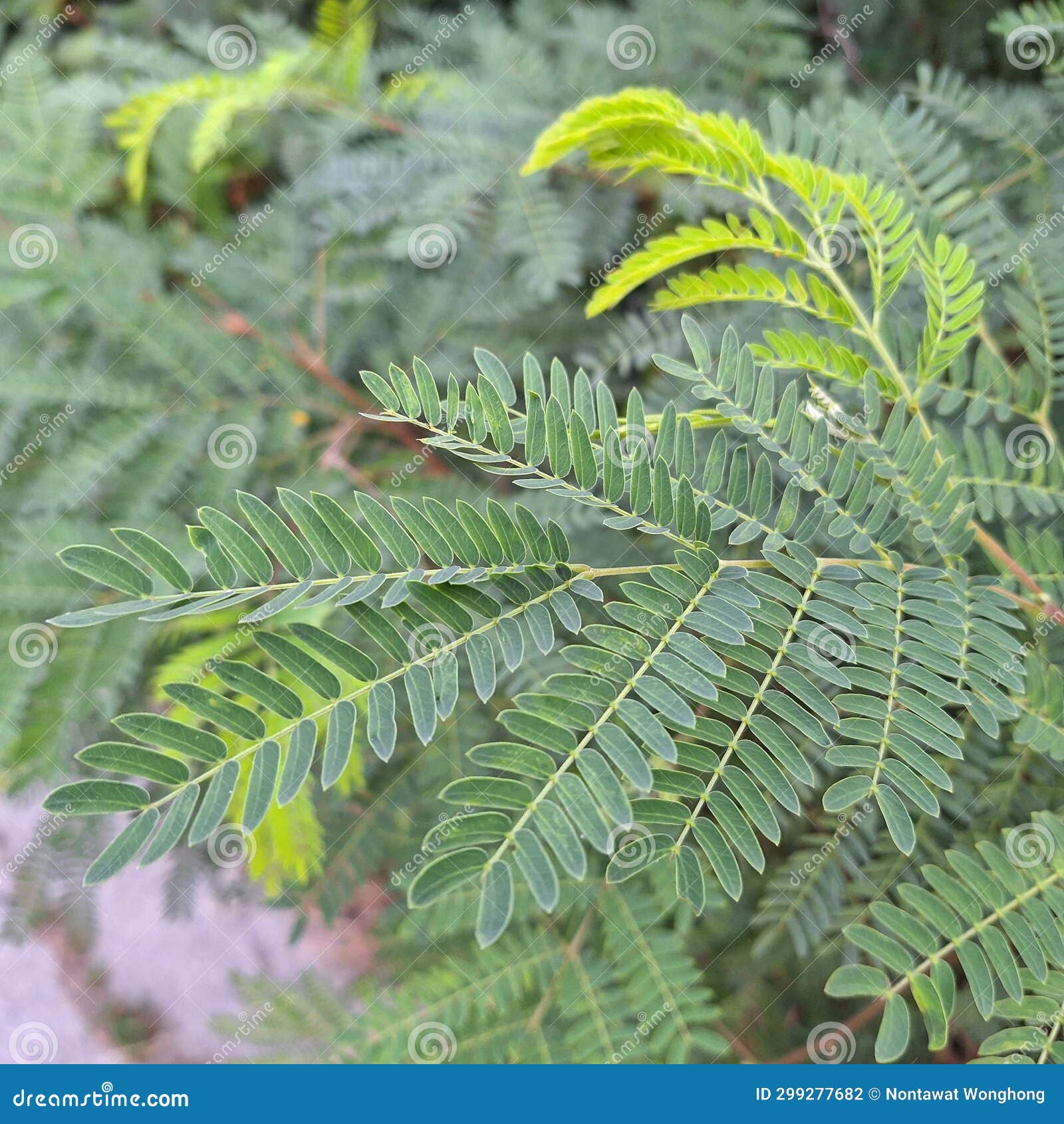 Acacia tree leaves01 stock photo. Image of branch, nature - 299277682