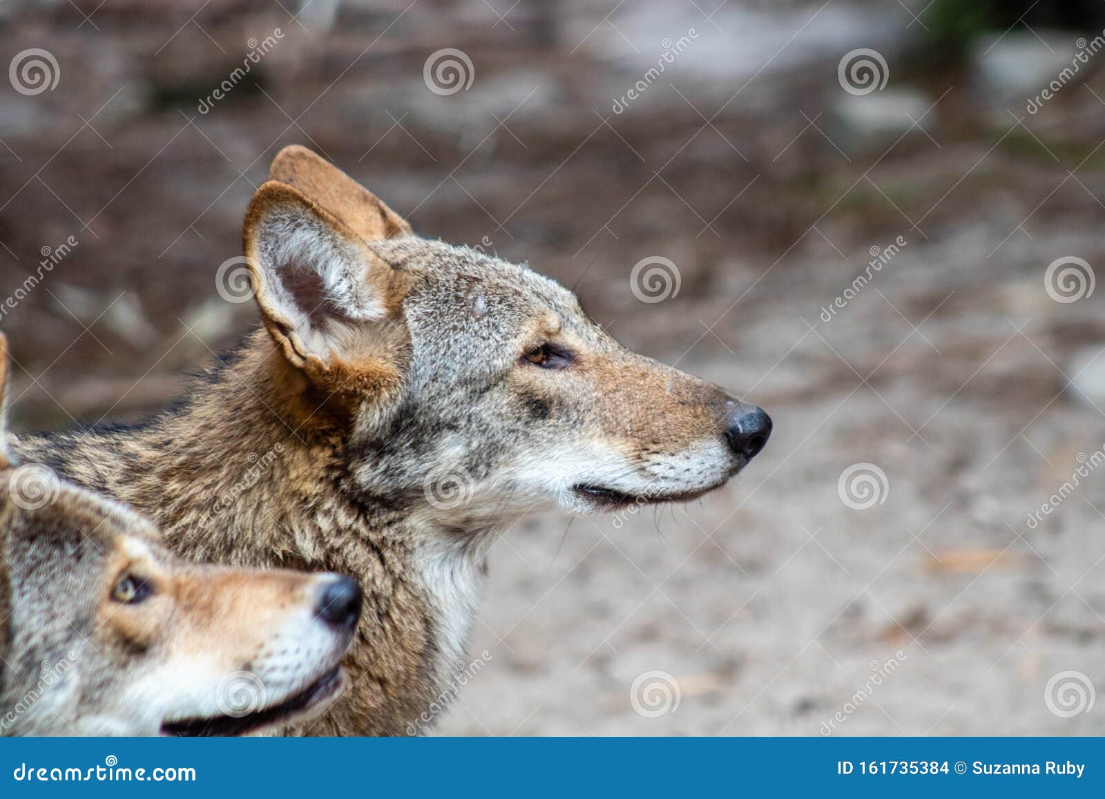Red wolf stock photo. Image of eyes, haired, wolf, furry - 161735384