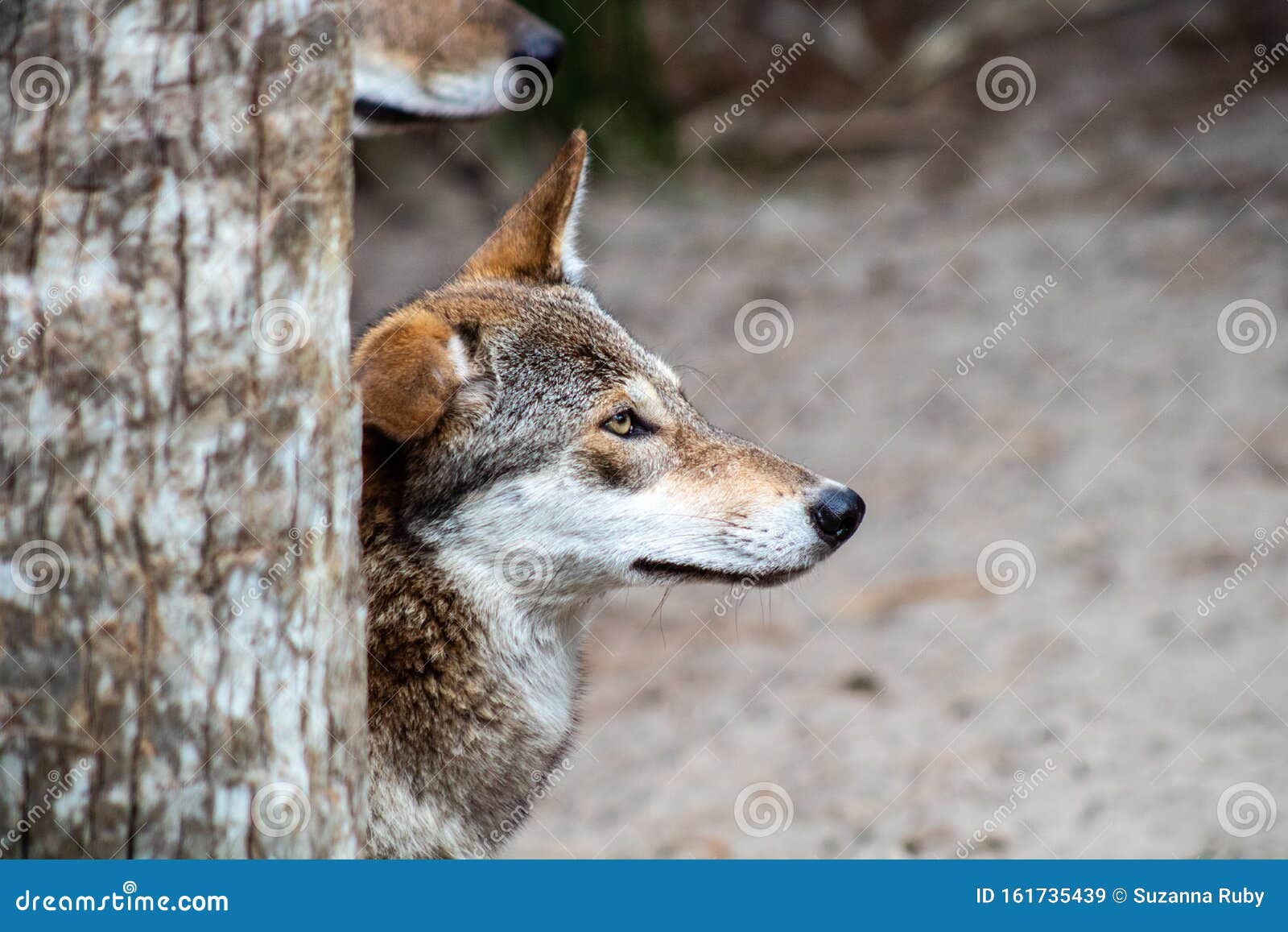 Red wolf stock image. Image of face, animal, cute, mammal - 161735439