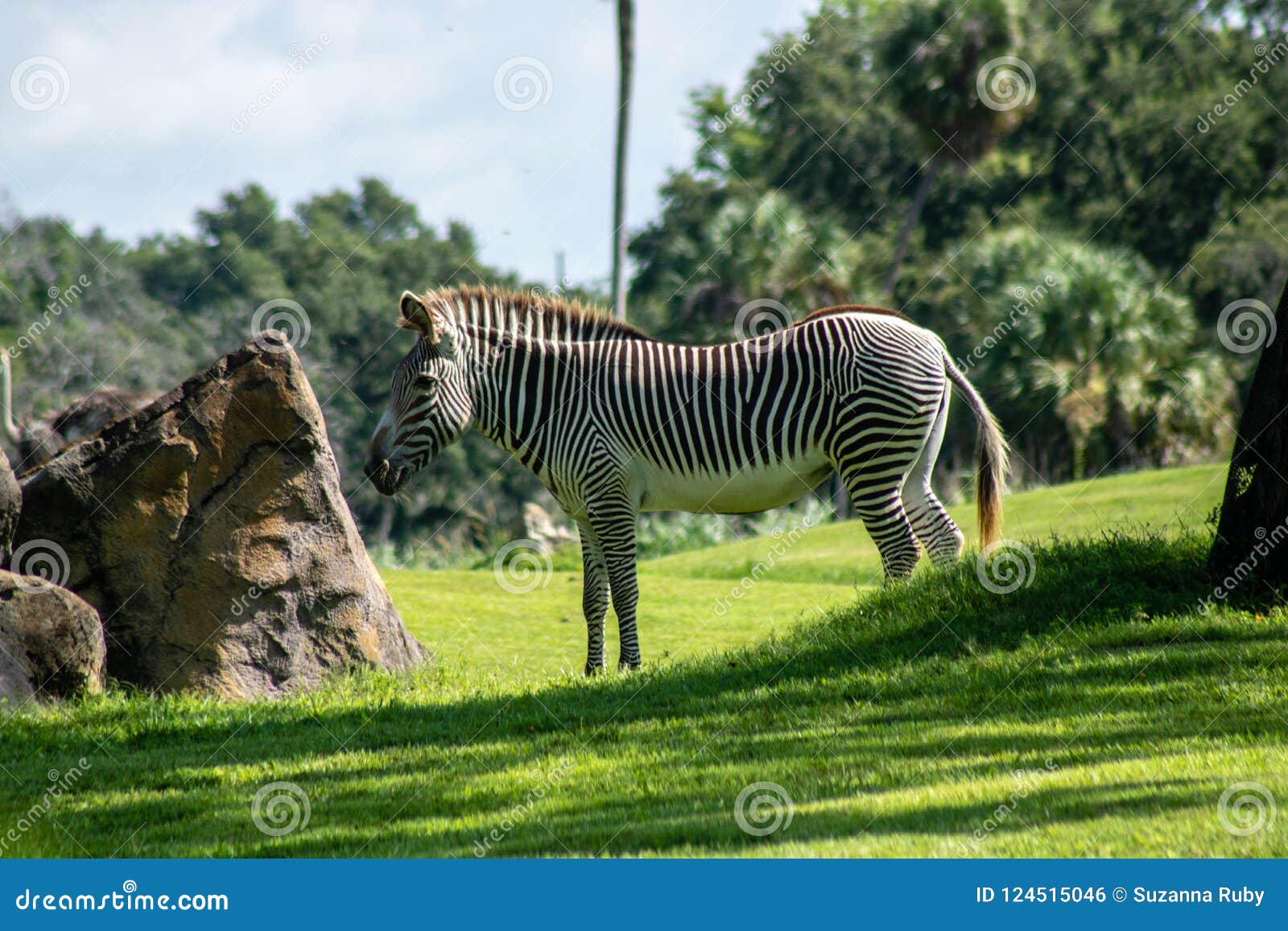 Adult zebra stock photo. Image of nature, mammal, black - 124515046
