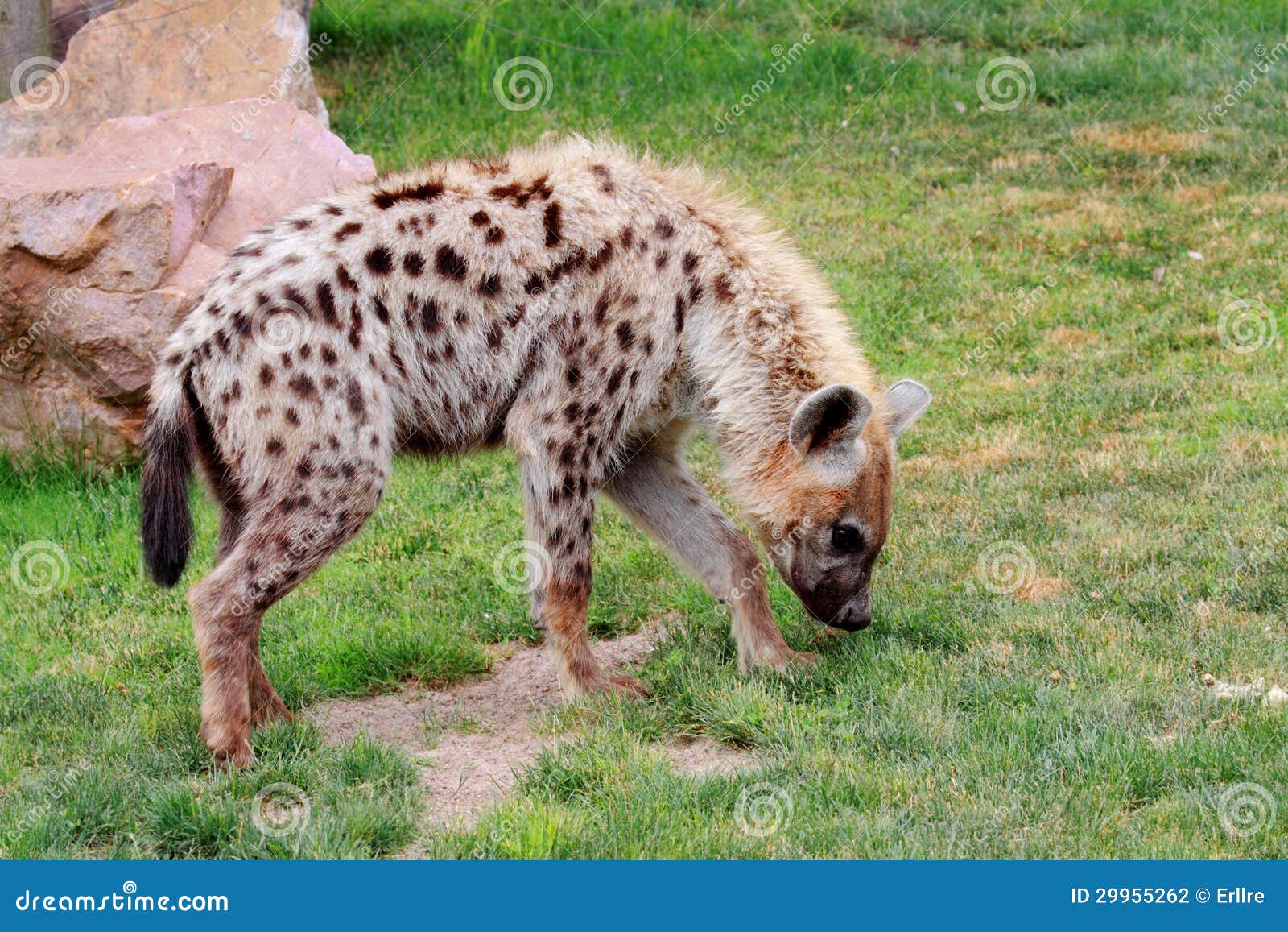 Hyena stock photo. Image of safari, voracious, strong - 29955262