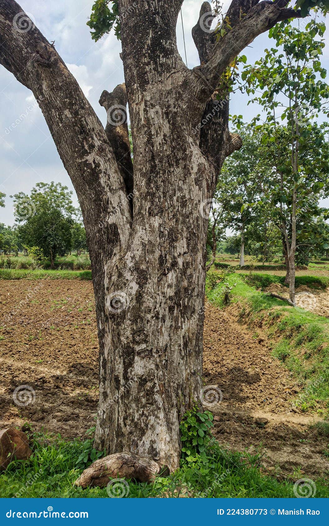 Afzelia Africana Stock Photos - Free & Royalty-Free Stock Photos from ...