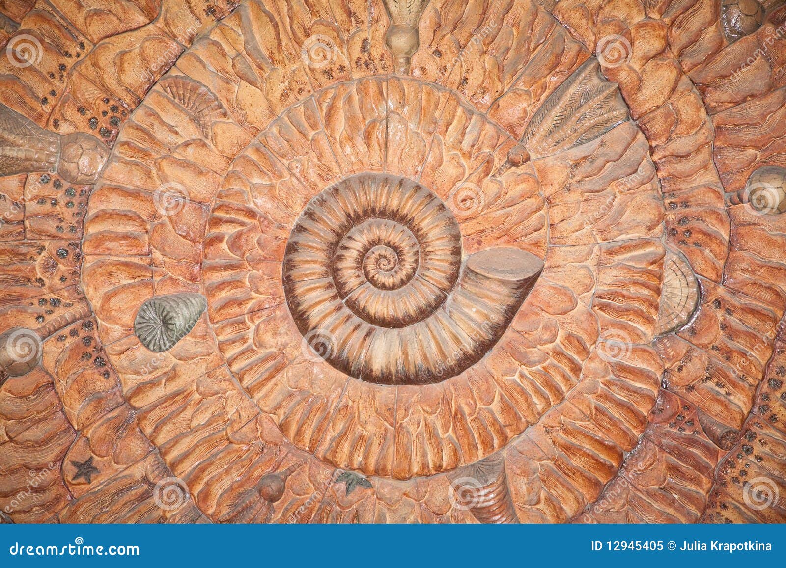 Picture with ancient clams stock image. Image of life - 12945405