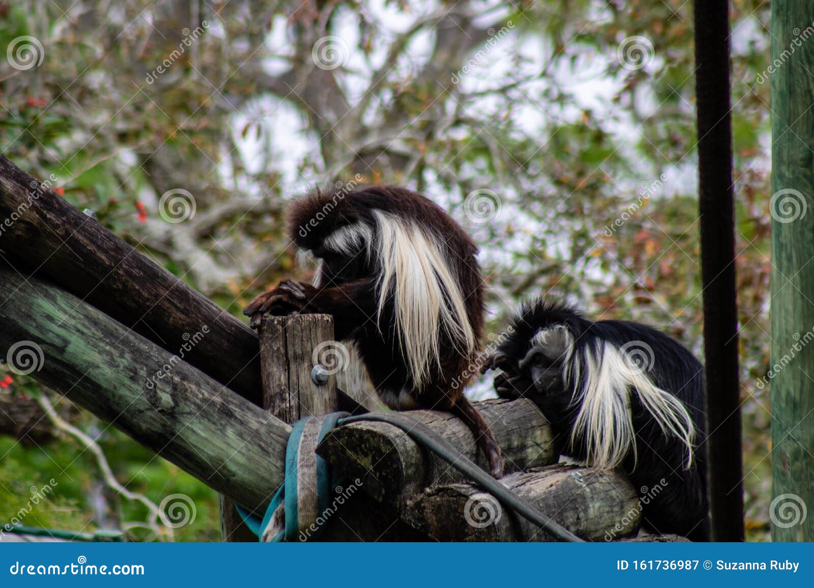 Angolan colobus stock image. Image of animal, primate - 161736987