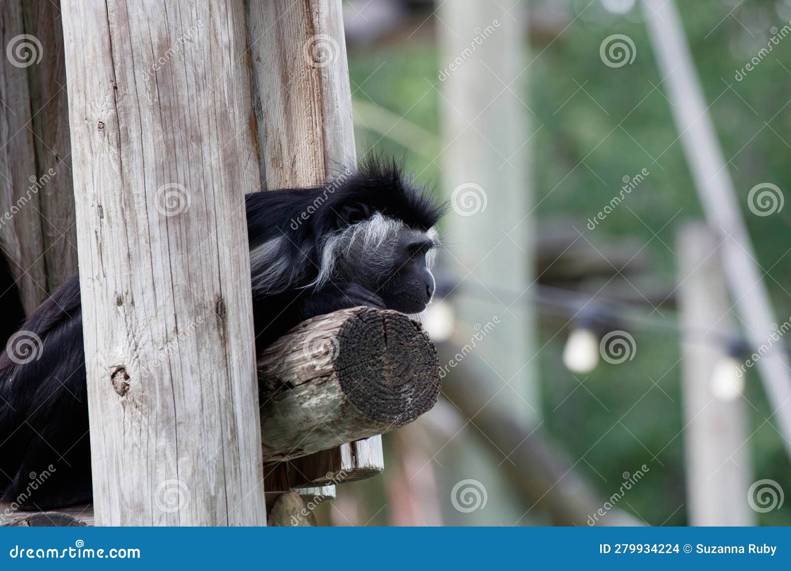 Angolan colobus monkey stock photo. Image of colobus - 279934224