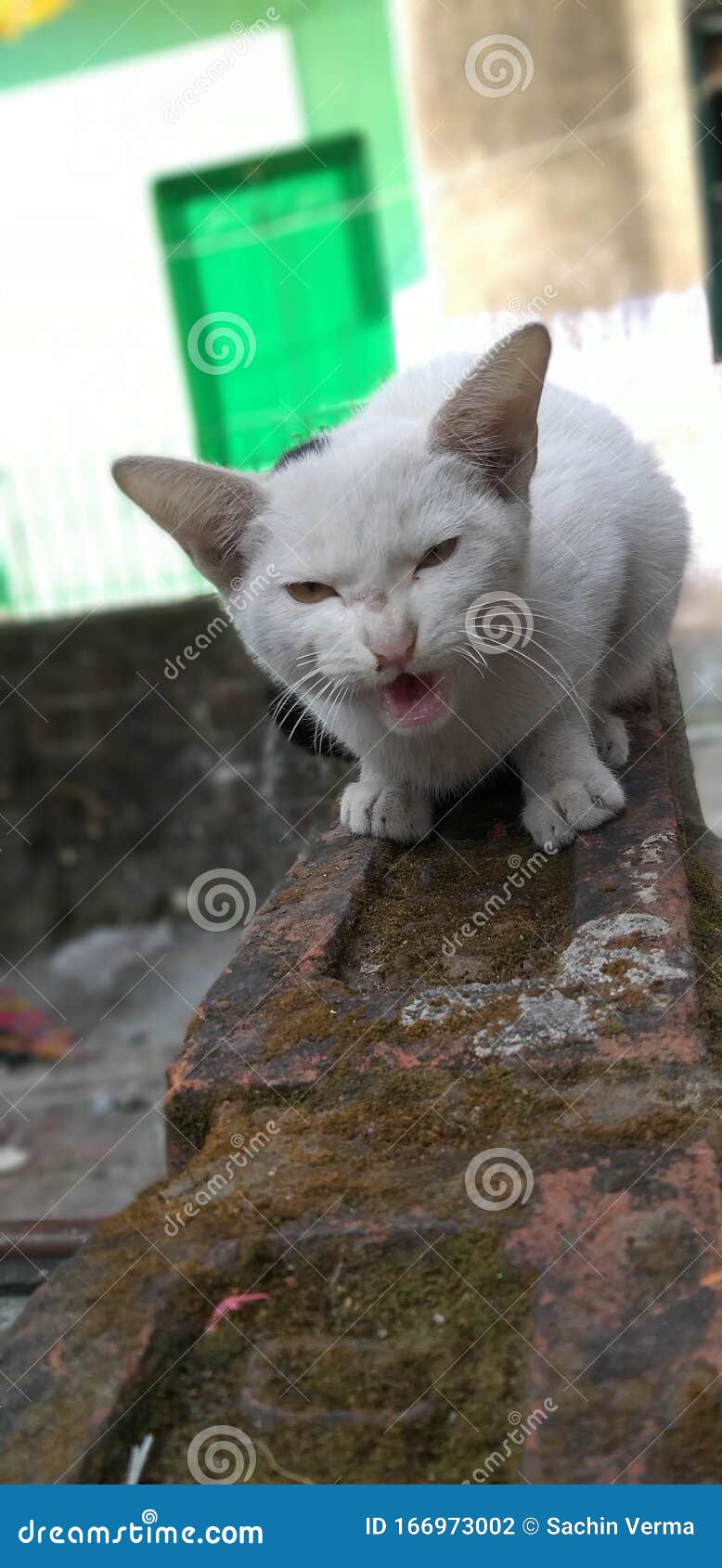 A Picture of Angry Cat with His Sharp Teeth Stock Photo - Image of ...