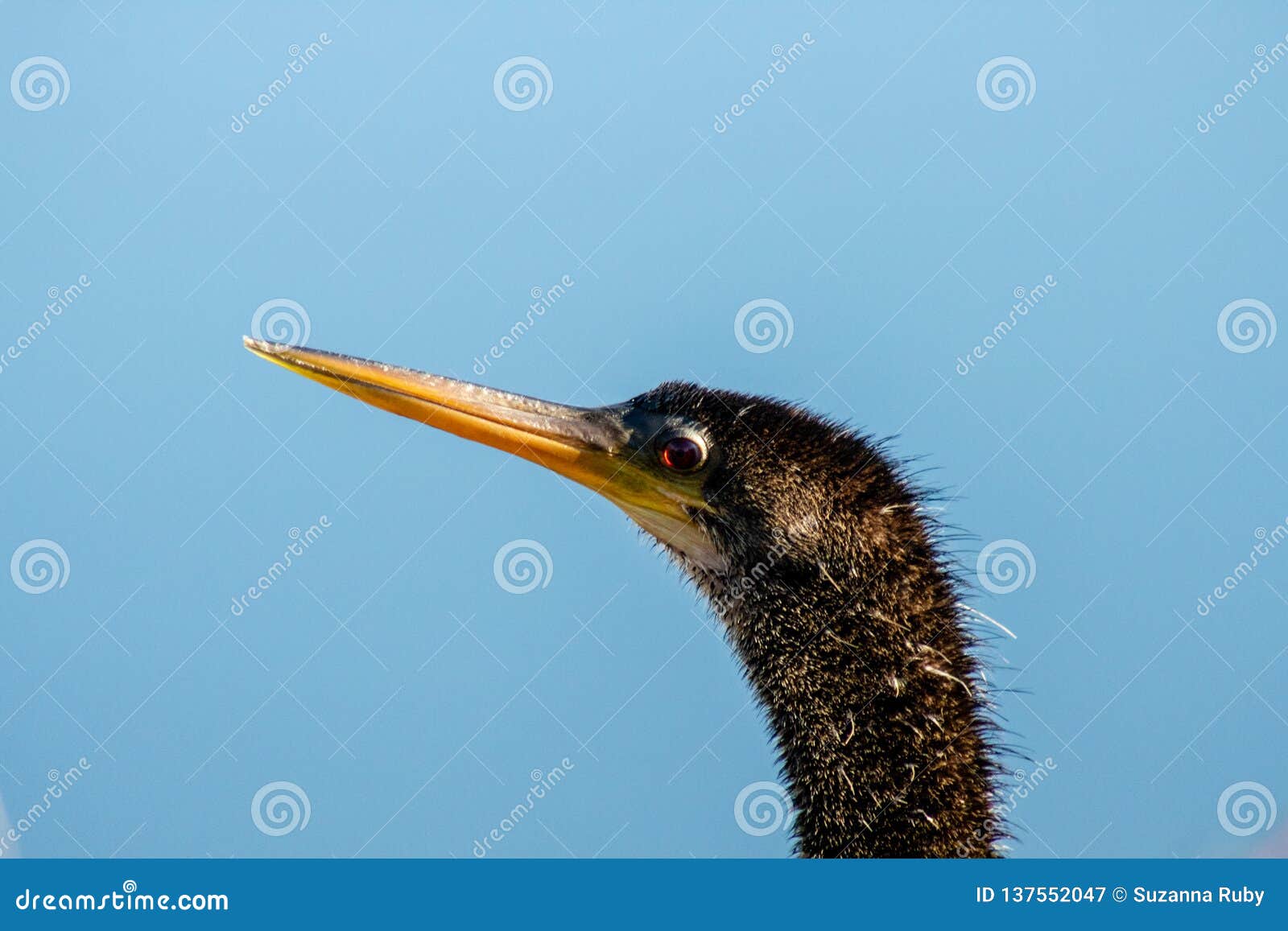 Anhinga stock image. Image of anhinga, beak, boat, black - 137552047