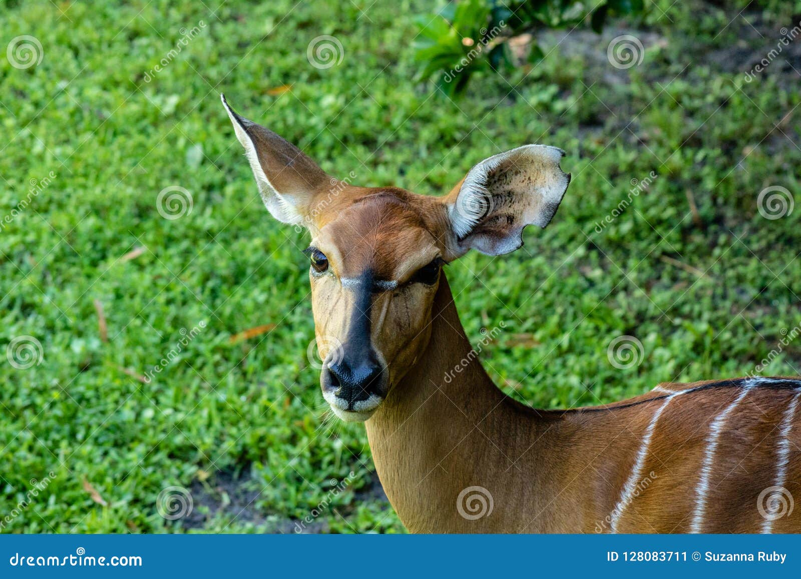 Antelope stock image. Image of nature, brown, furry - 128083711