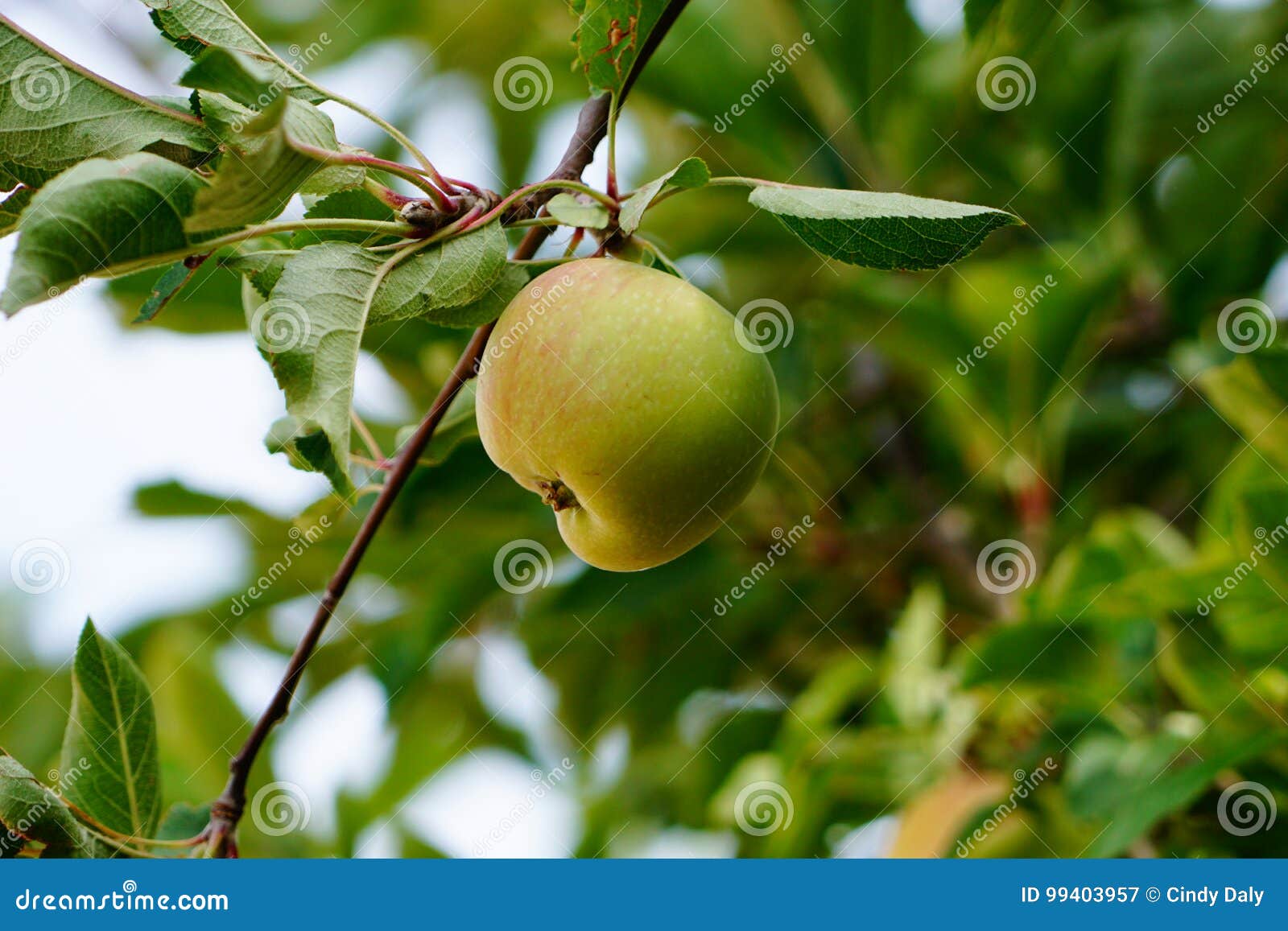 An Apple Hangging on a Branch Stock Image - Image of gardens, eating ...