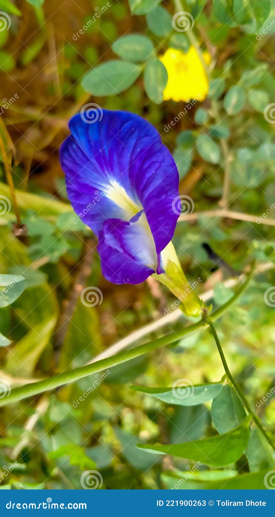 Picture is Asian Pigeonwings Flower Stock Image - Image of asian ...