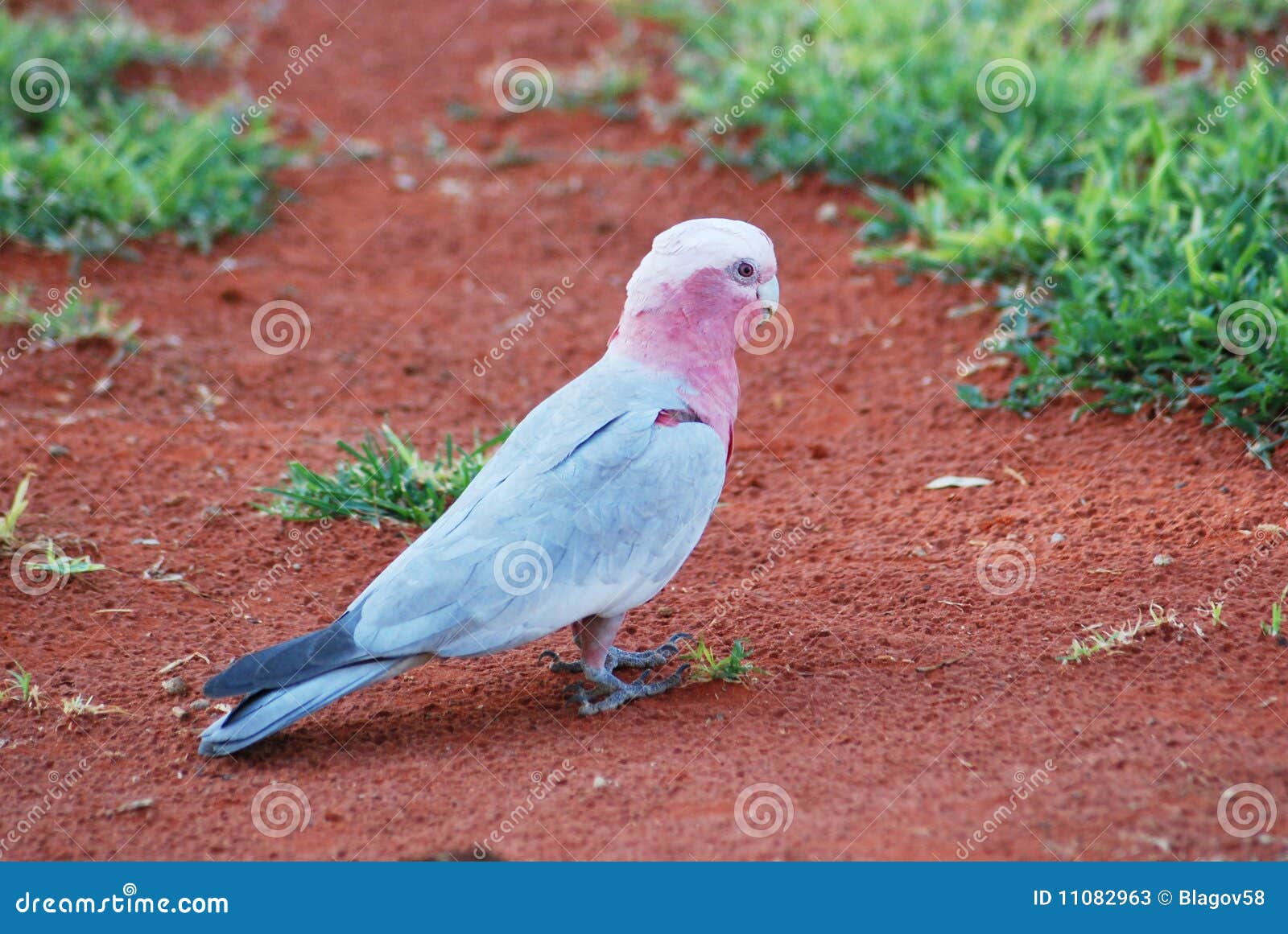 A Picture of an Australian Pink Galah Stock Image - Image of shade ...