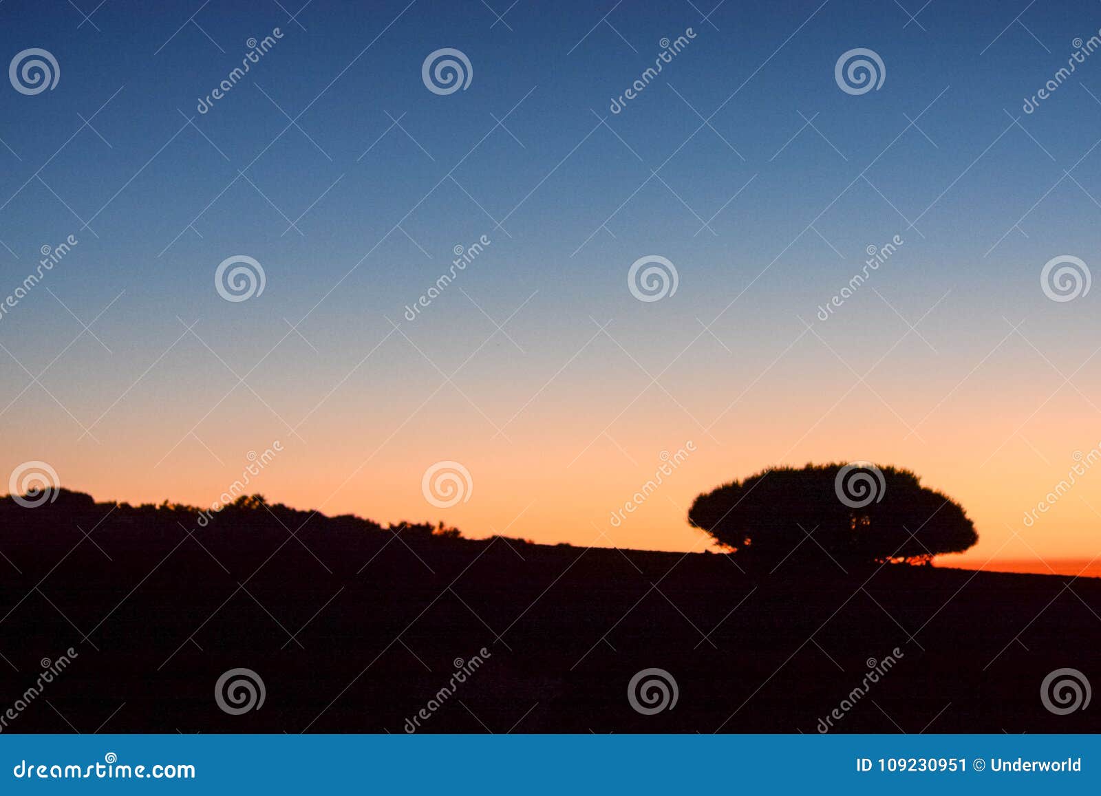 Backlight Tree Silhouette Stock Photography | CartoonDealer.com #56178956