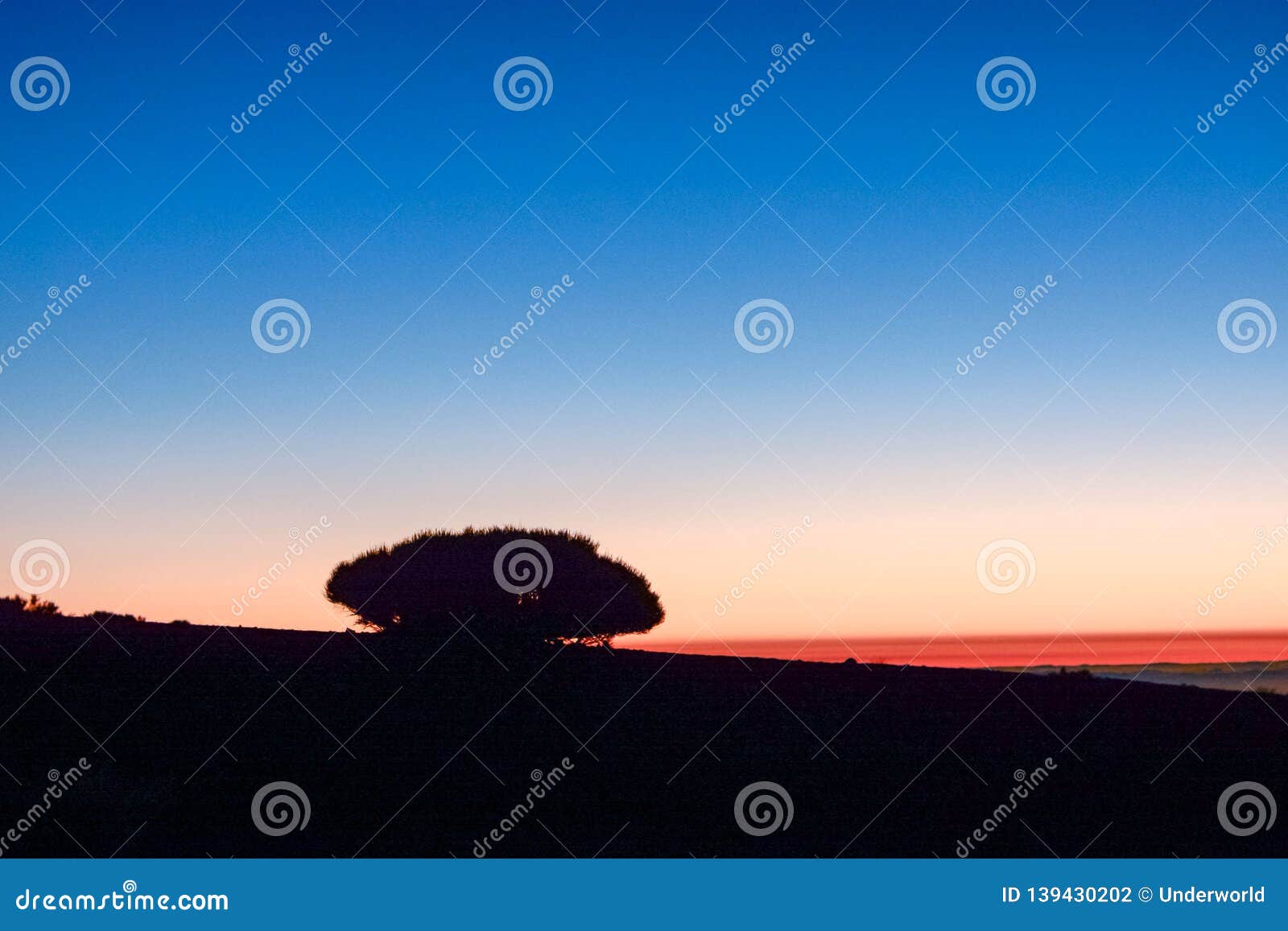 Backlight Tree Silhouette stock photo. Image of moon - 139430202