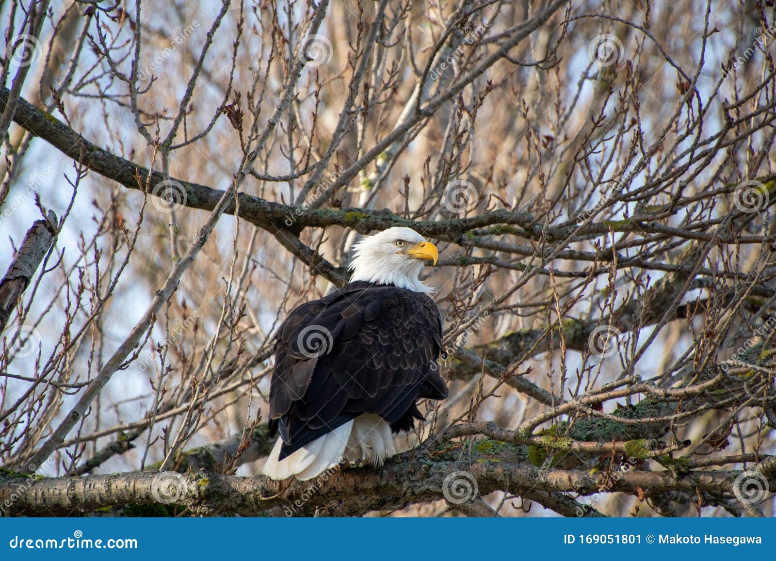 A Picture of a Bald Eagle Perching on the Branch Stock Image - Image of ...