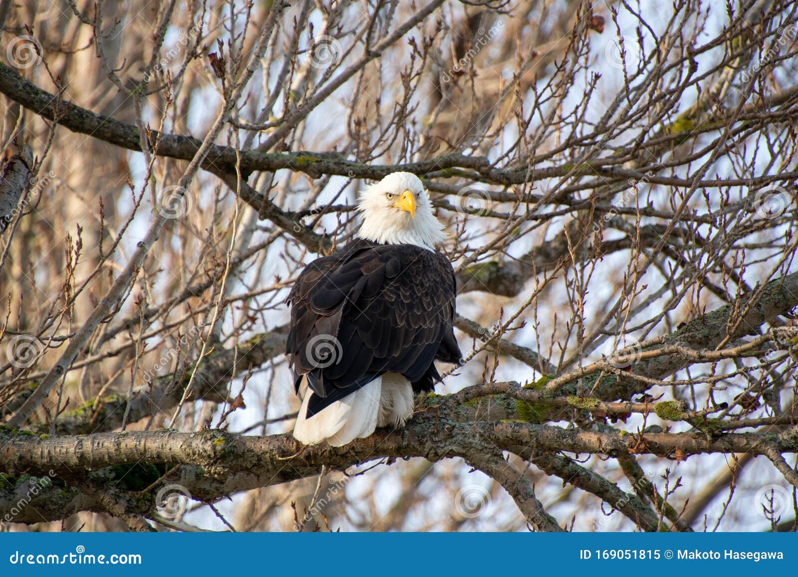 A Picture of a Bald Eagle Perching on the Branch Stock Image - Image of ...