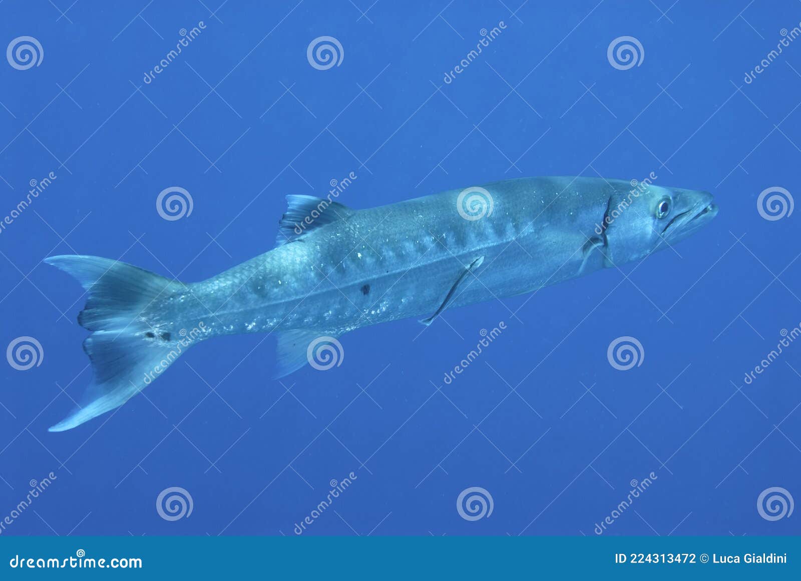 A picture of a barracuda stock photo. Image of fish - 224313472