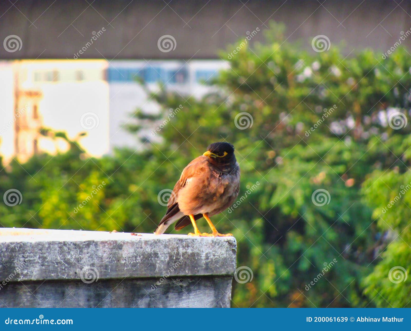 Picture of a Beautiful Bird Sitting Stock Image - Image of bird ...