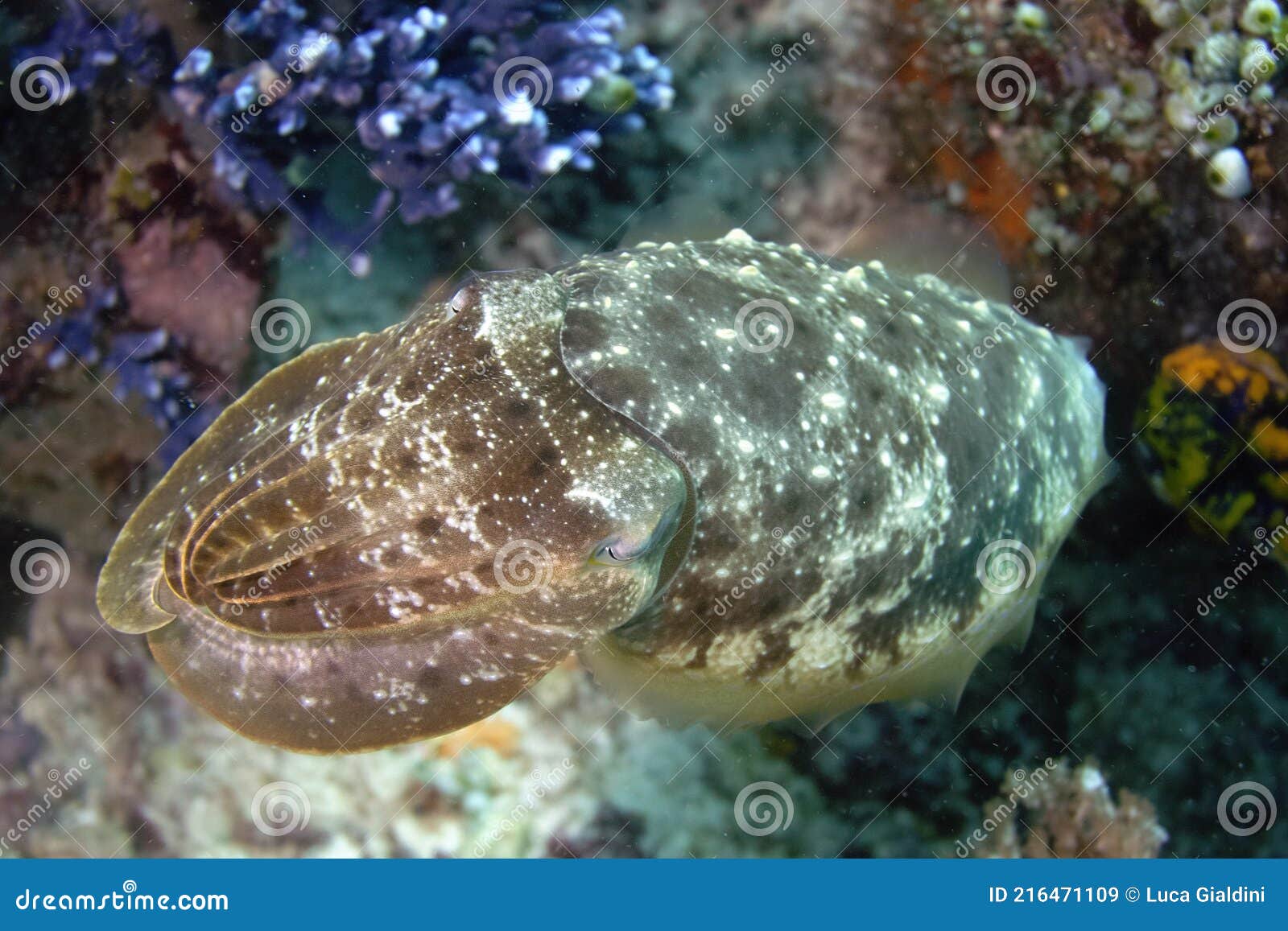 A picture of a cuttlefish stock image. Image of island - 216471109